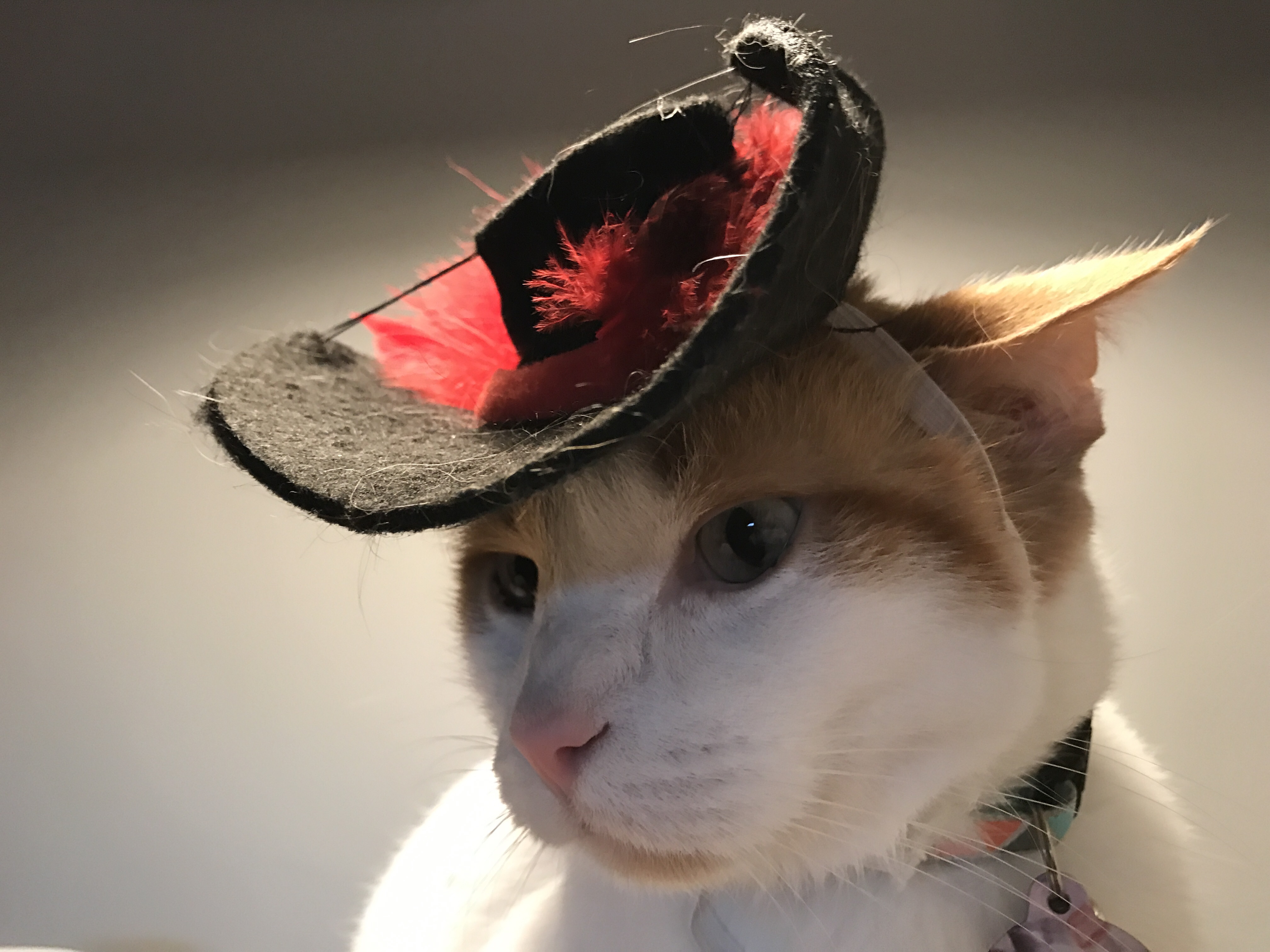 He's very cavalier about his new hat | Scrolller