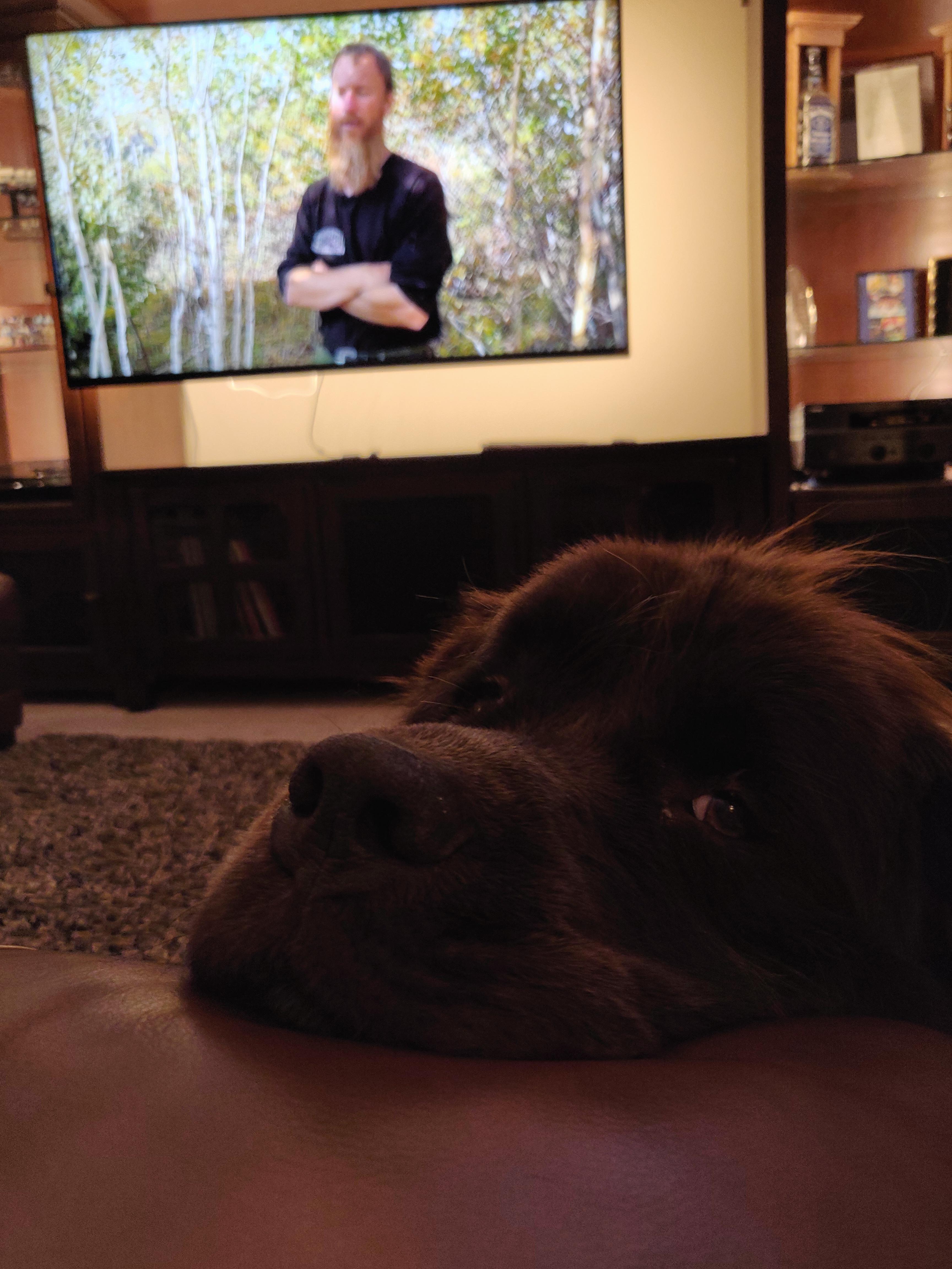 Hey bear! | Scrolller