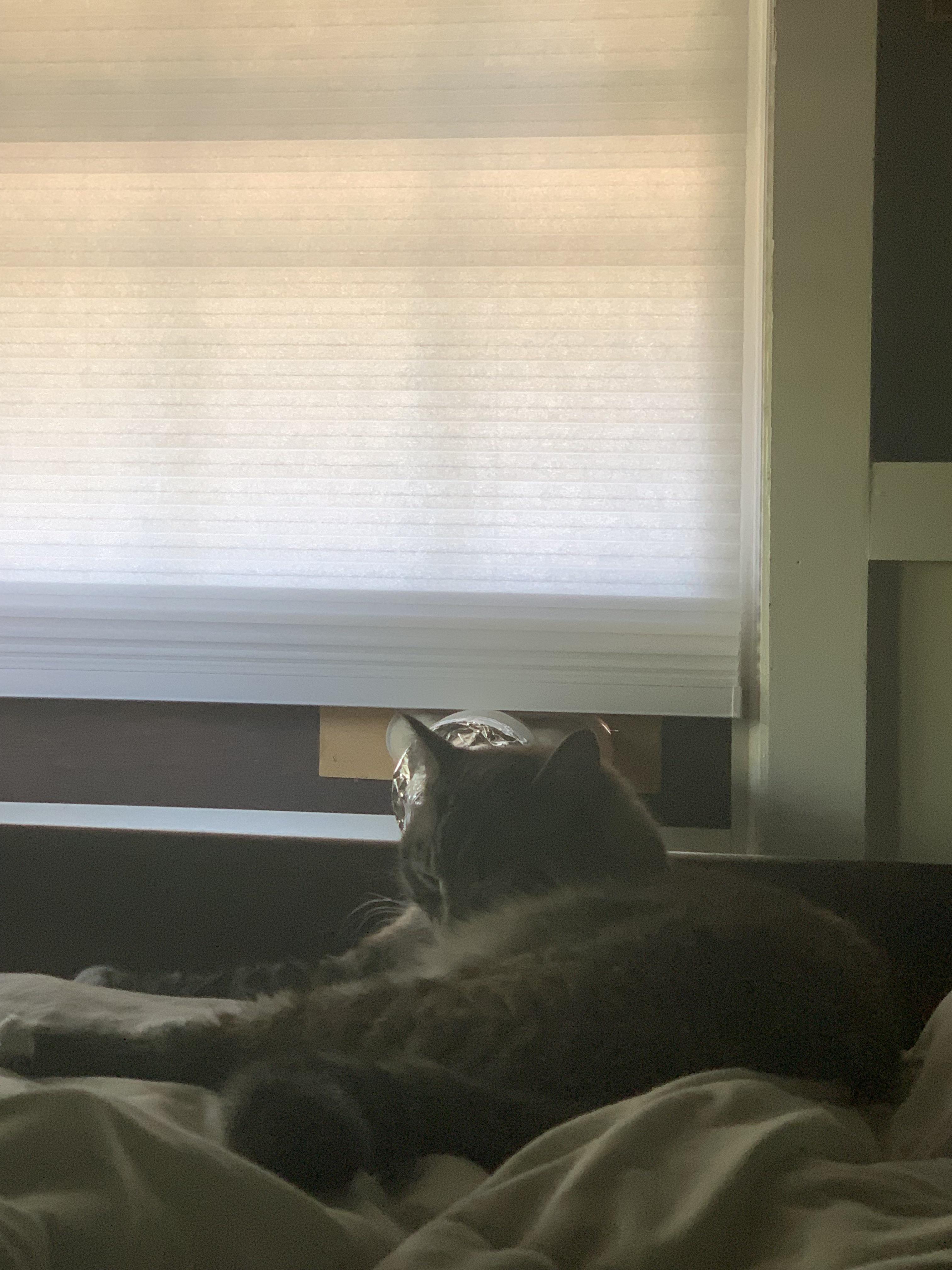 Him and his funny cat friends will ursurp the throne after the Wiggler and Funny Fish civil war ...