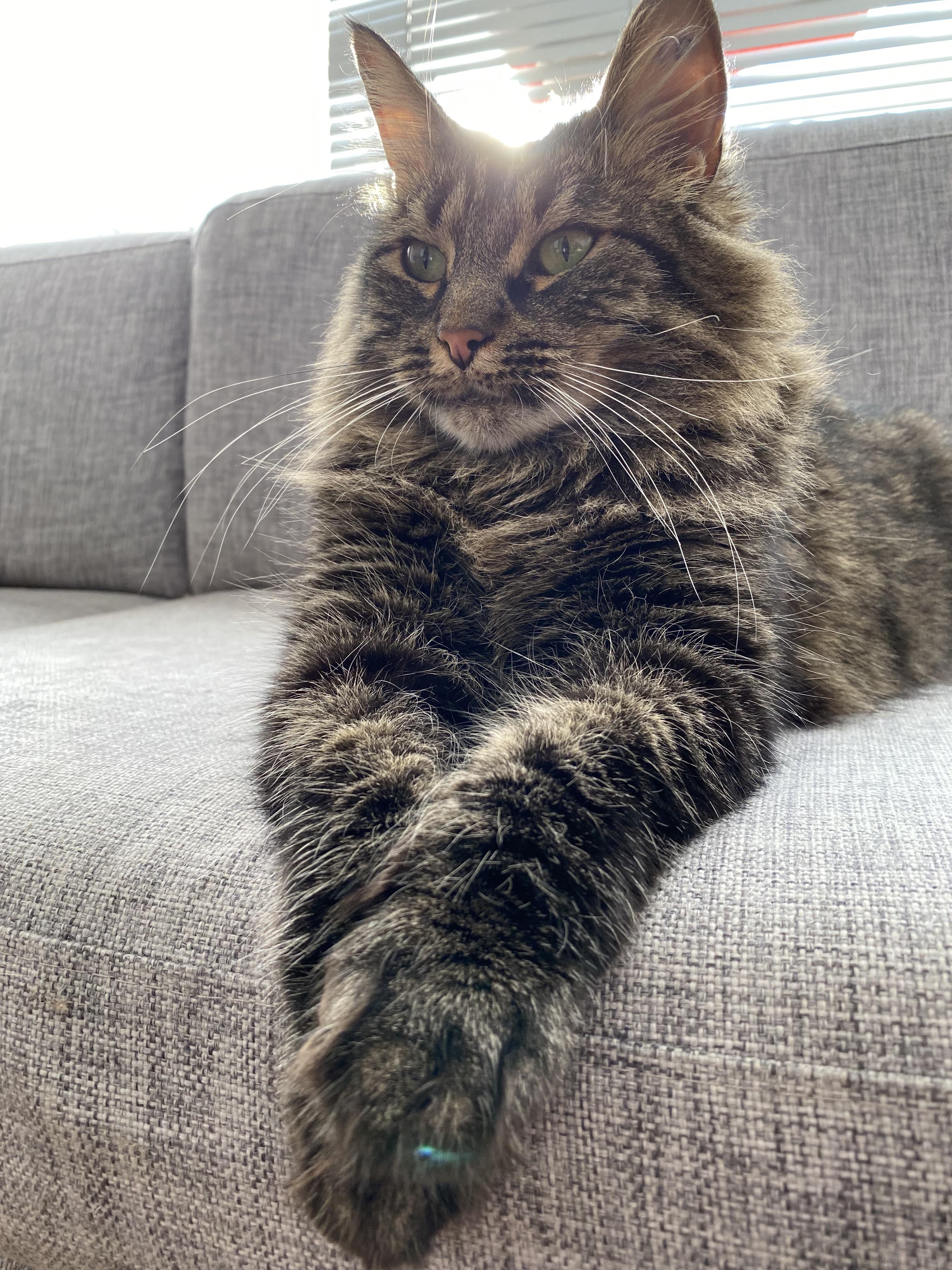 His Majesty | Scrolller