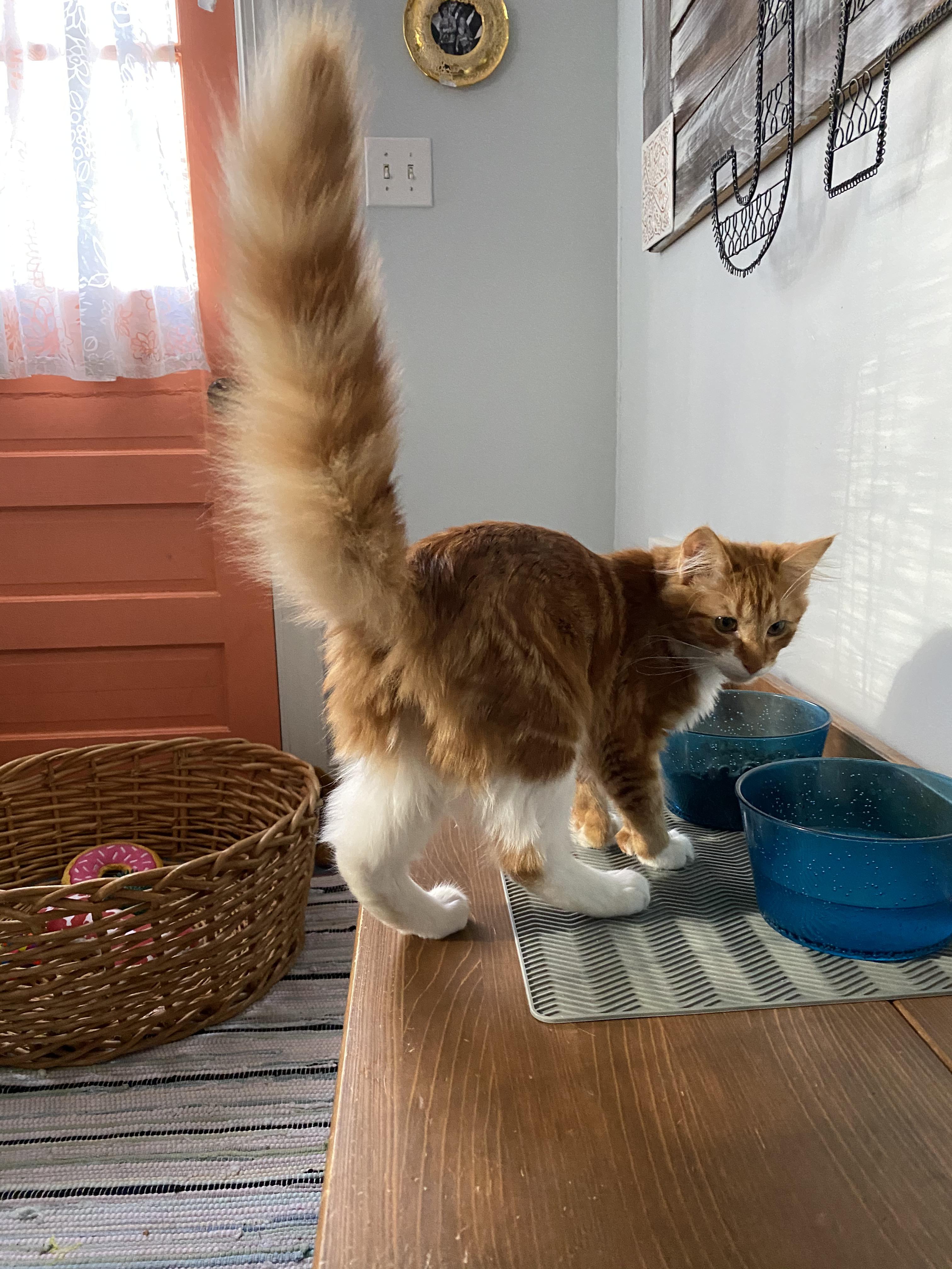 Hobbes and his floofy bottle brush tail! | Scrolller