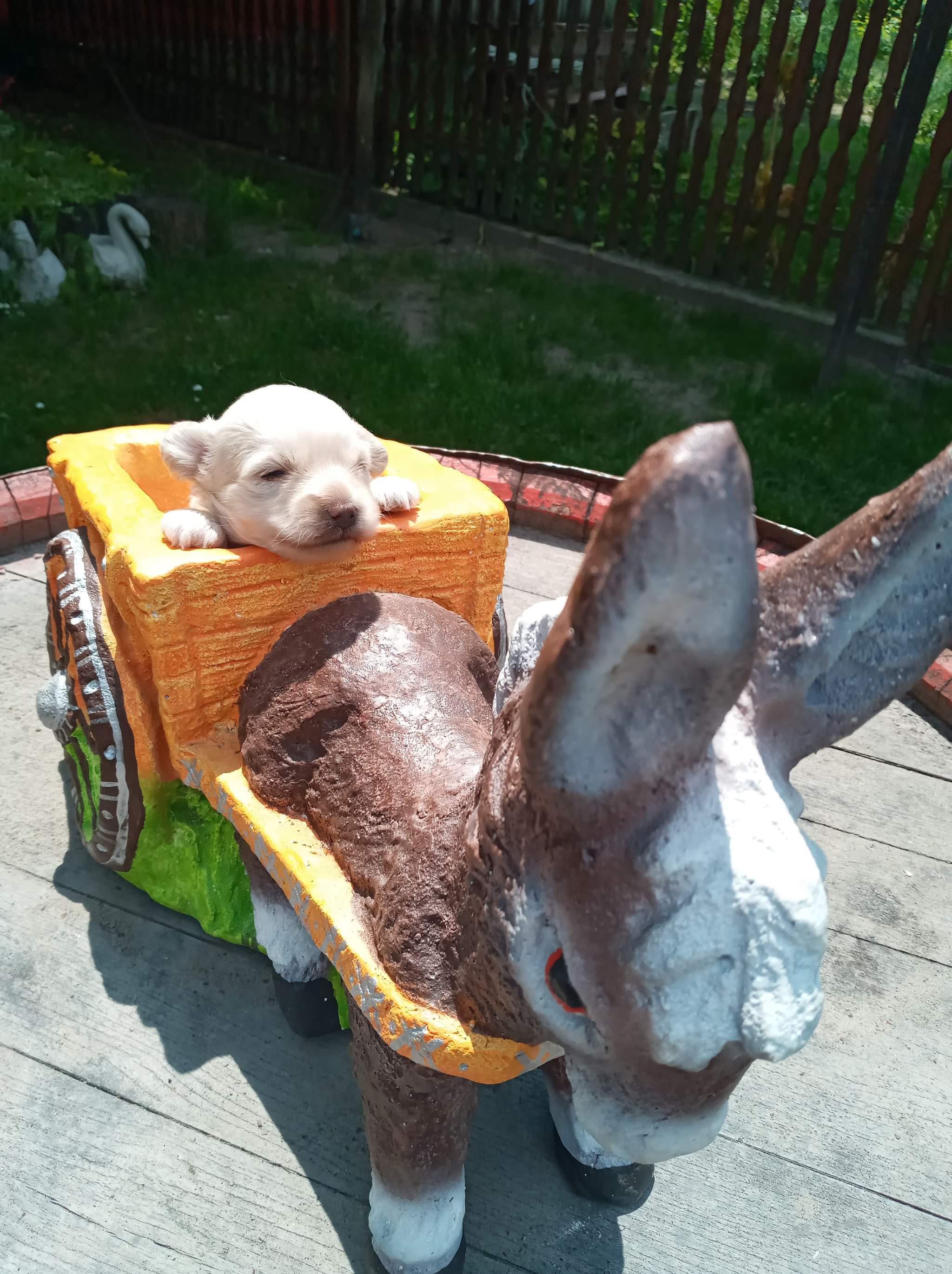 Hop in, your uber is here. | Scrolller