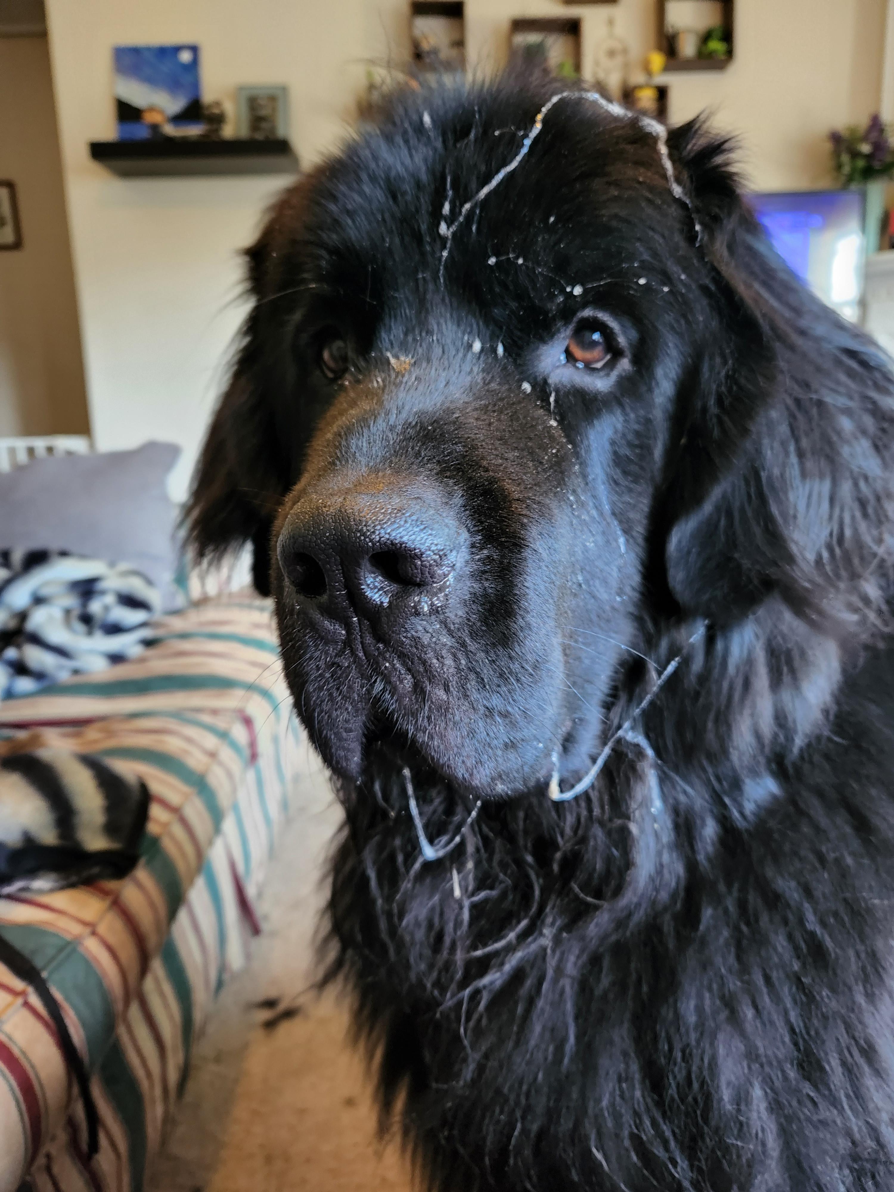 How Do You Wear Your Drool Scrolller