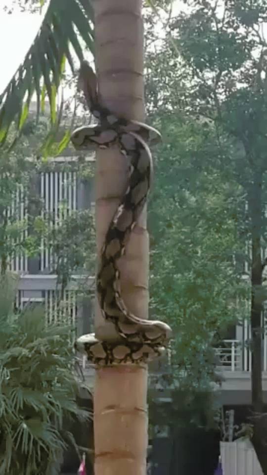 How Snakes Climb Trees | Scrolller