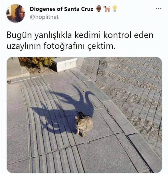 "I accidentally took a picture of the alien controlling my cat today." | Scrolller