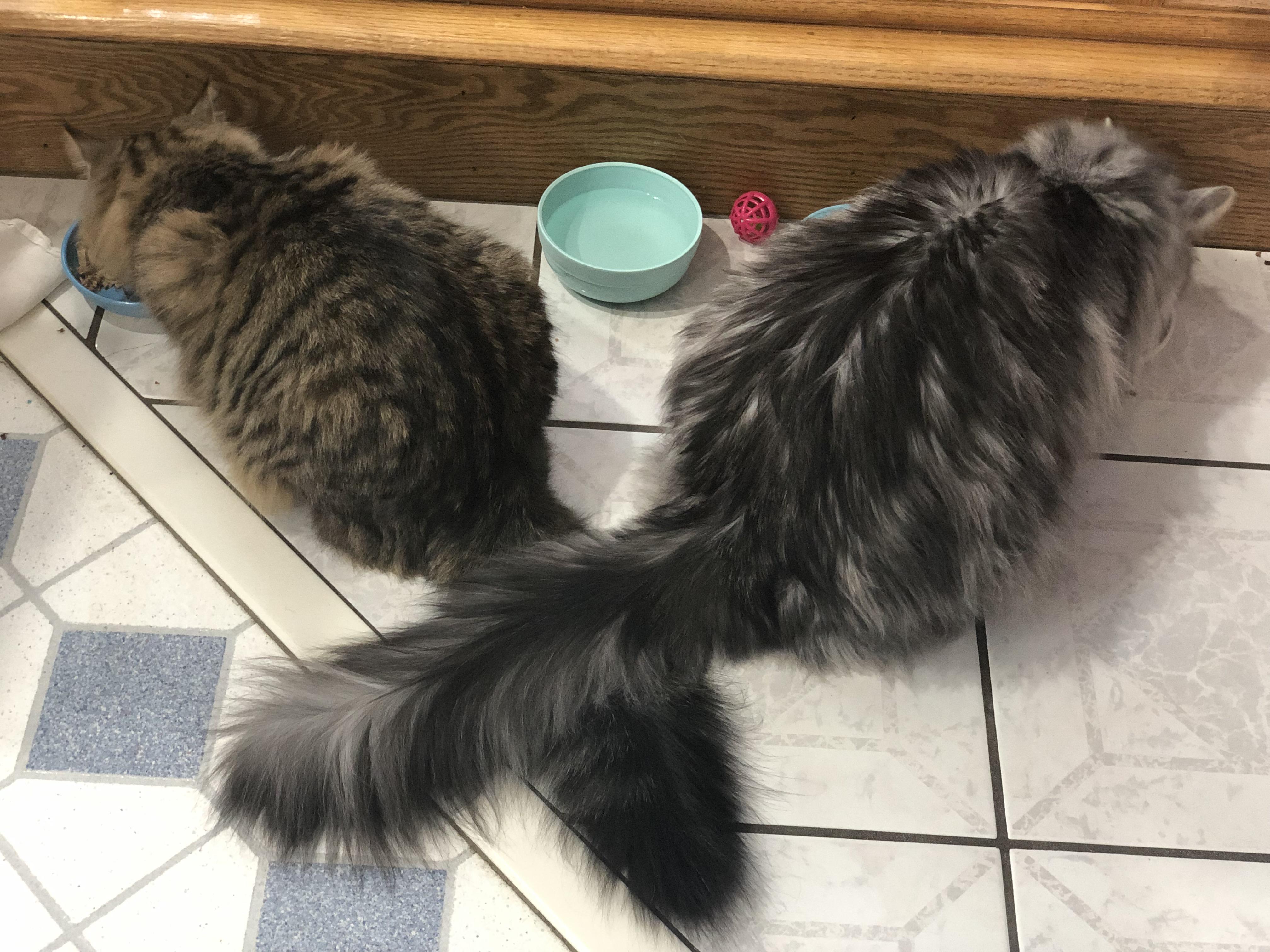 I call this the Crossover Bottle Brush | Scrolller