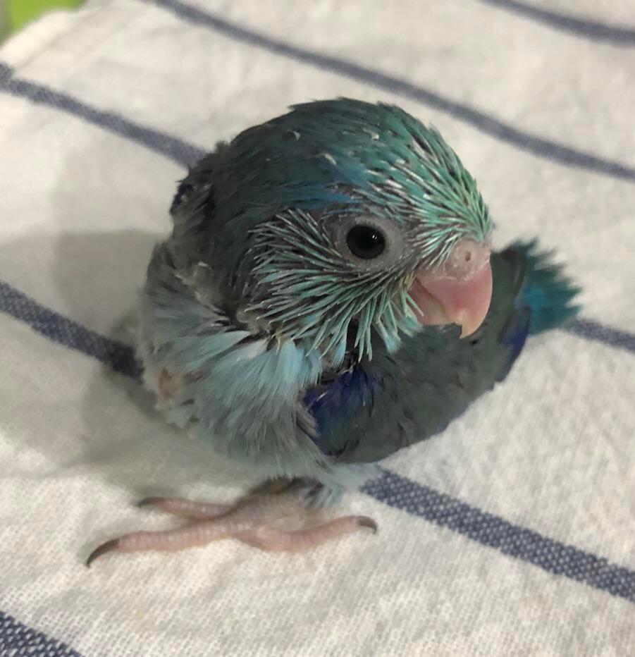 I got my first baby parrotlet | Scrolller
