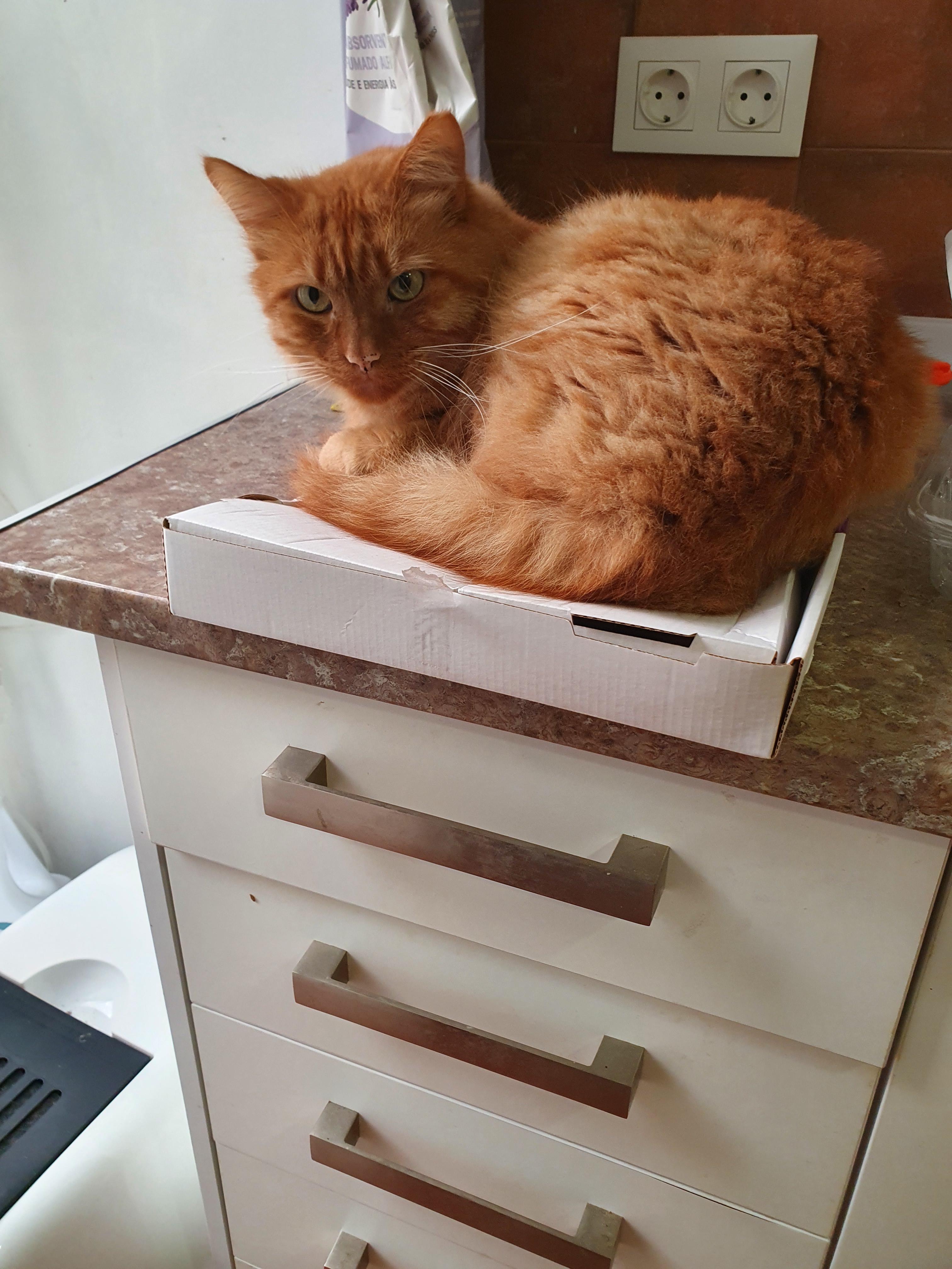 I guess the pizza box stays on kitchen countertop | Scrolller