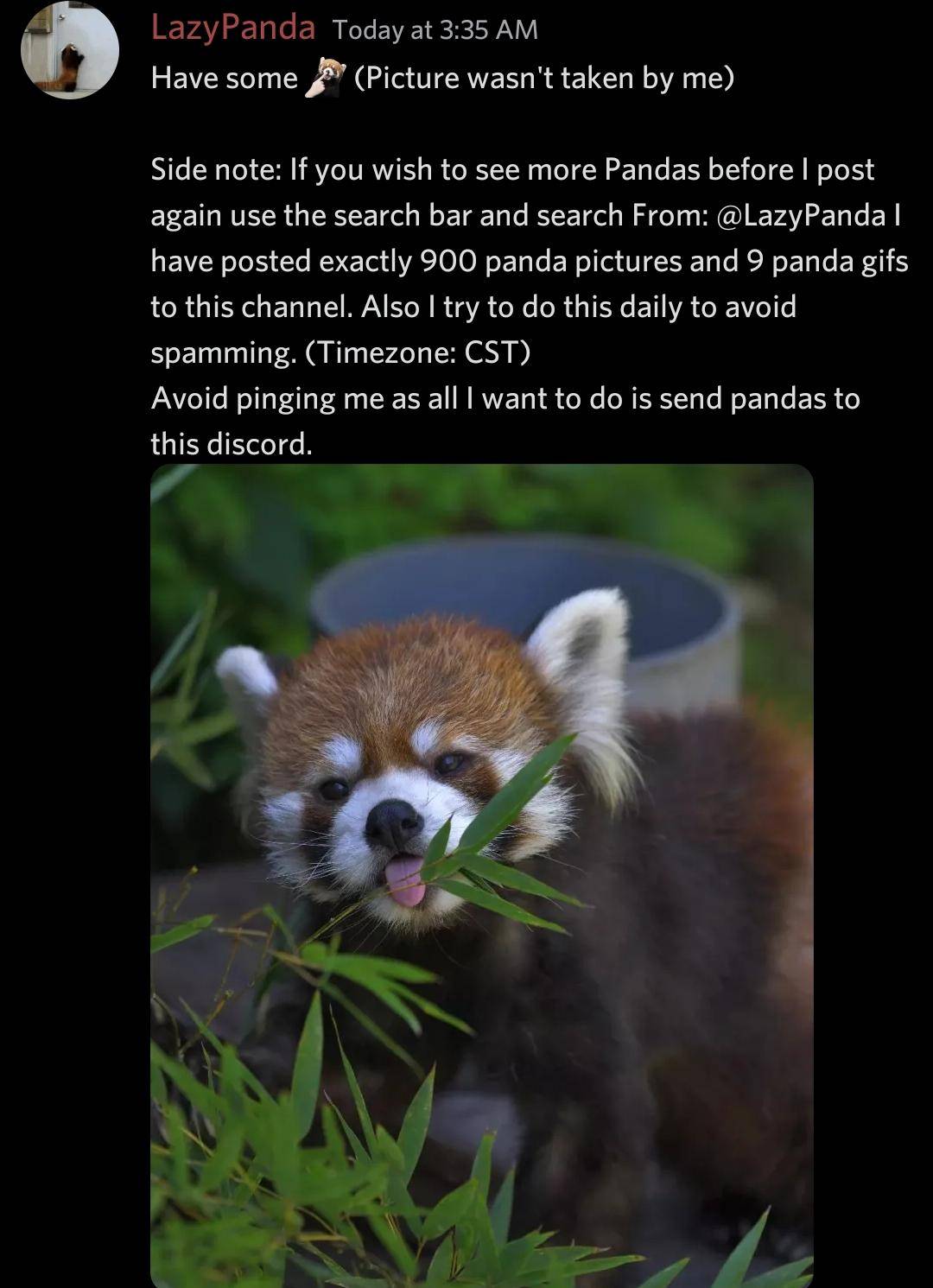 I have spent 900 days sending red pandas to a discord server. | Scrolller