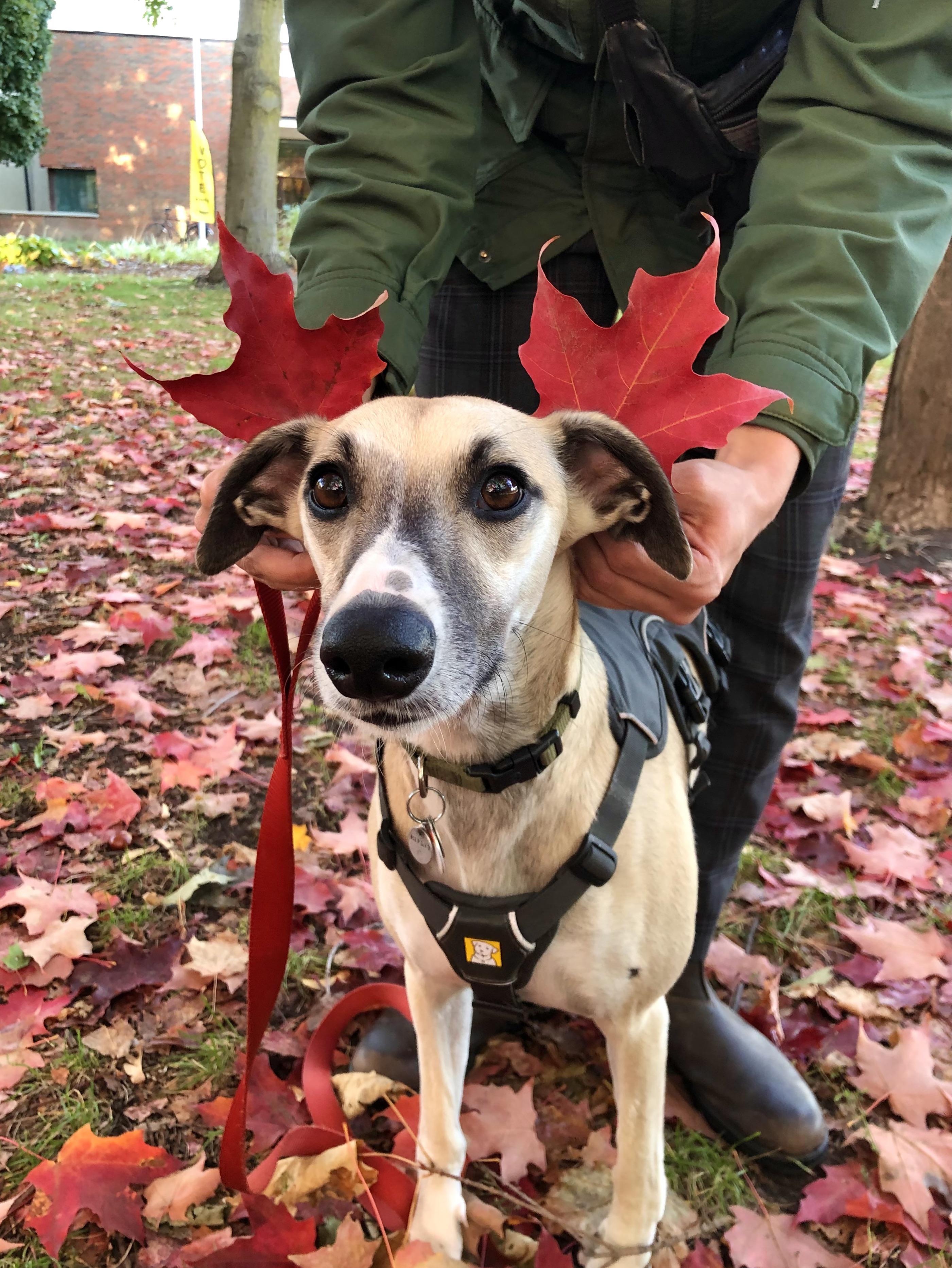 I’m a deer lol | Scrolller