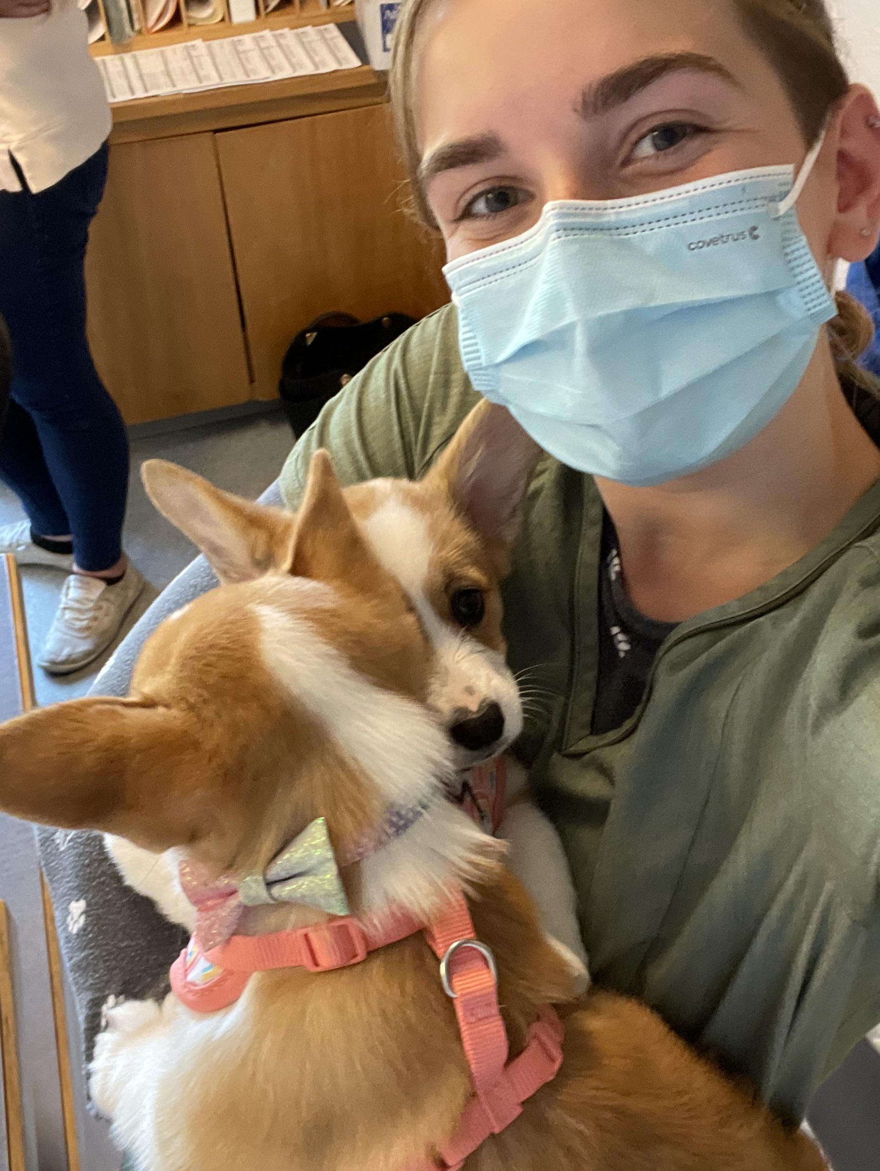 I’m obsessed with corgi puppies 😭🐶 | Scrolller