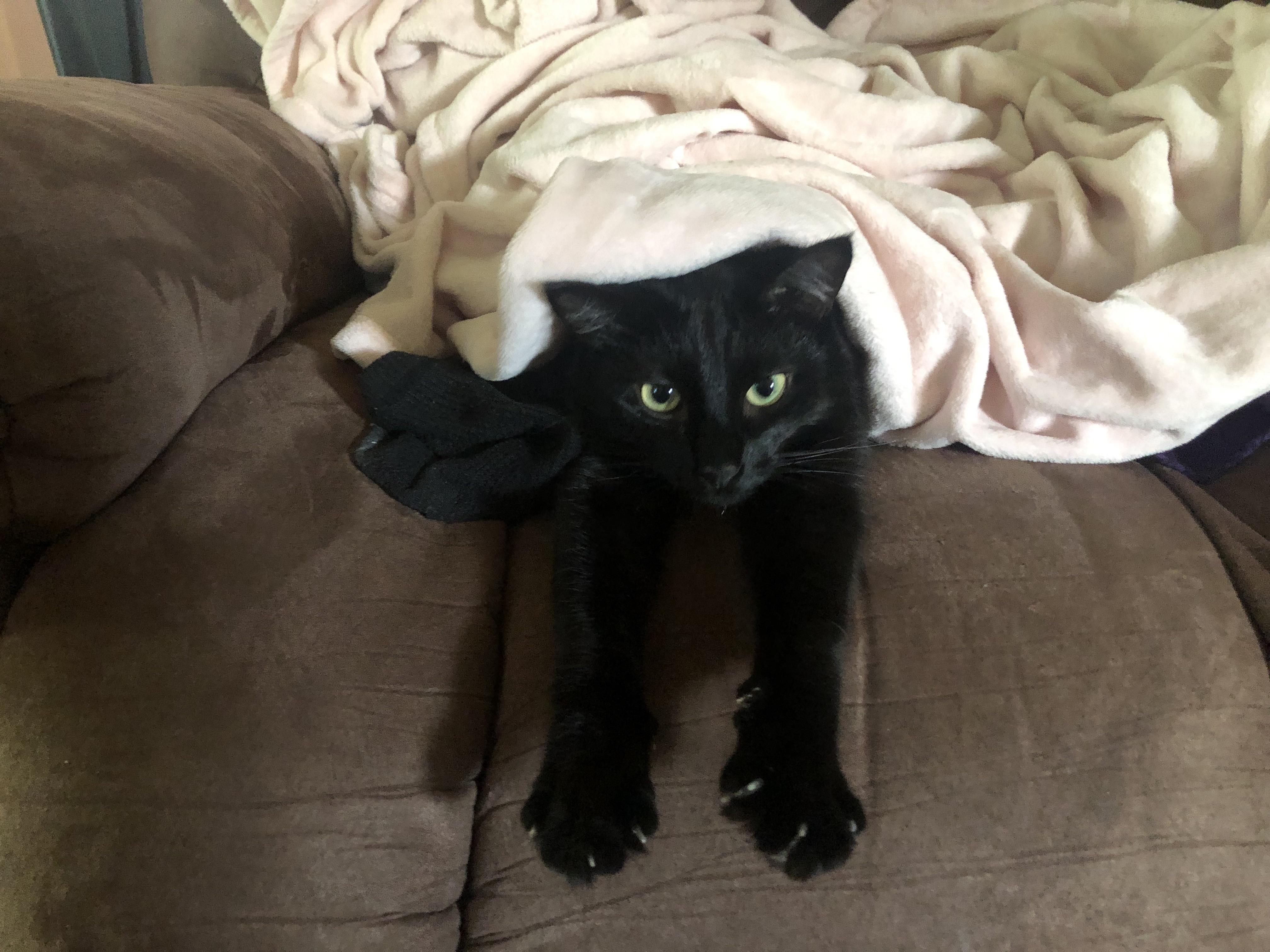 I’m obsessed with how Critter sits | Scrolller