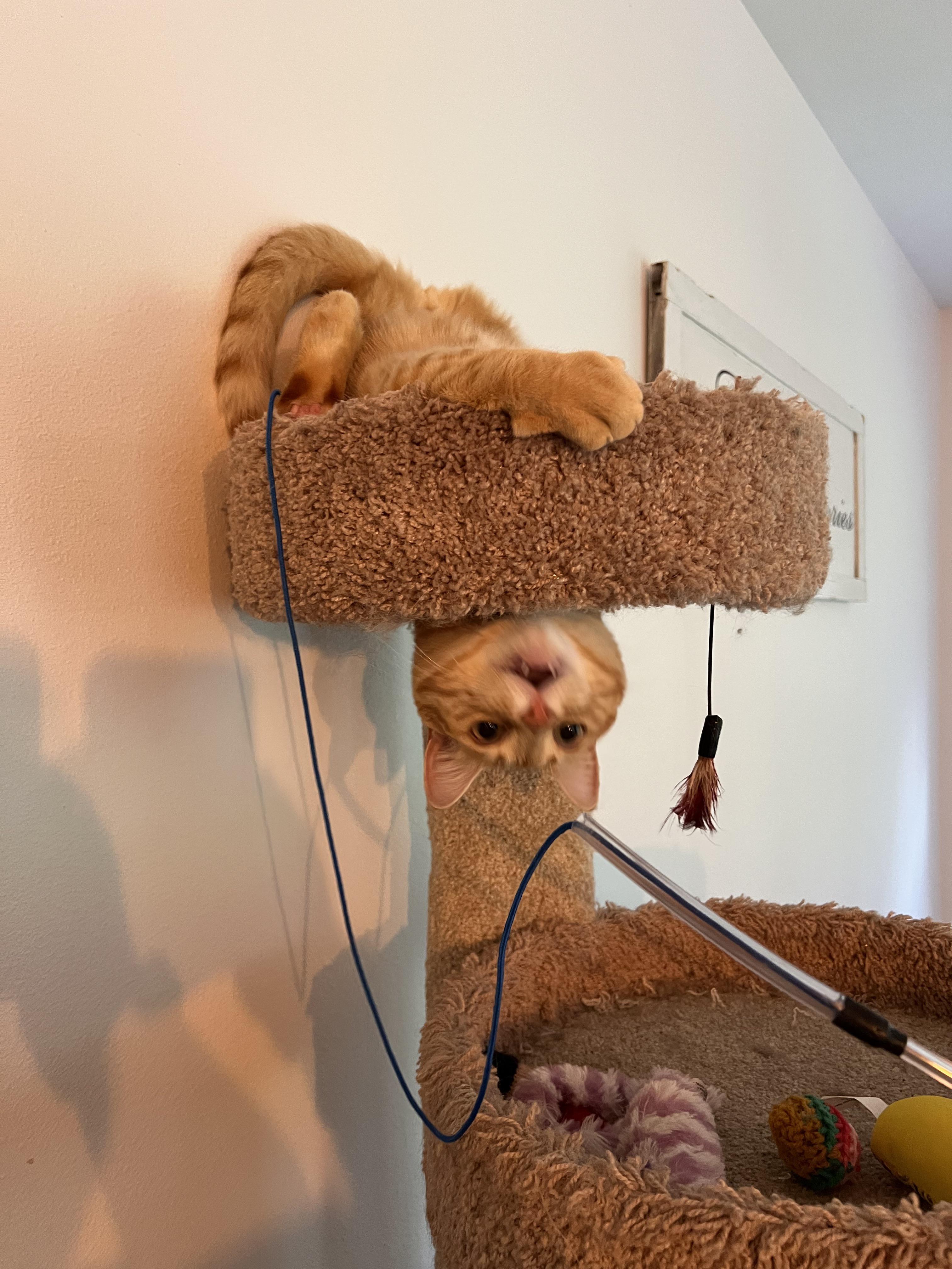 I think the brain cell fell out | Scrolller