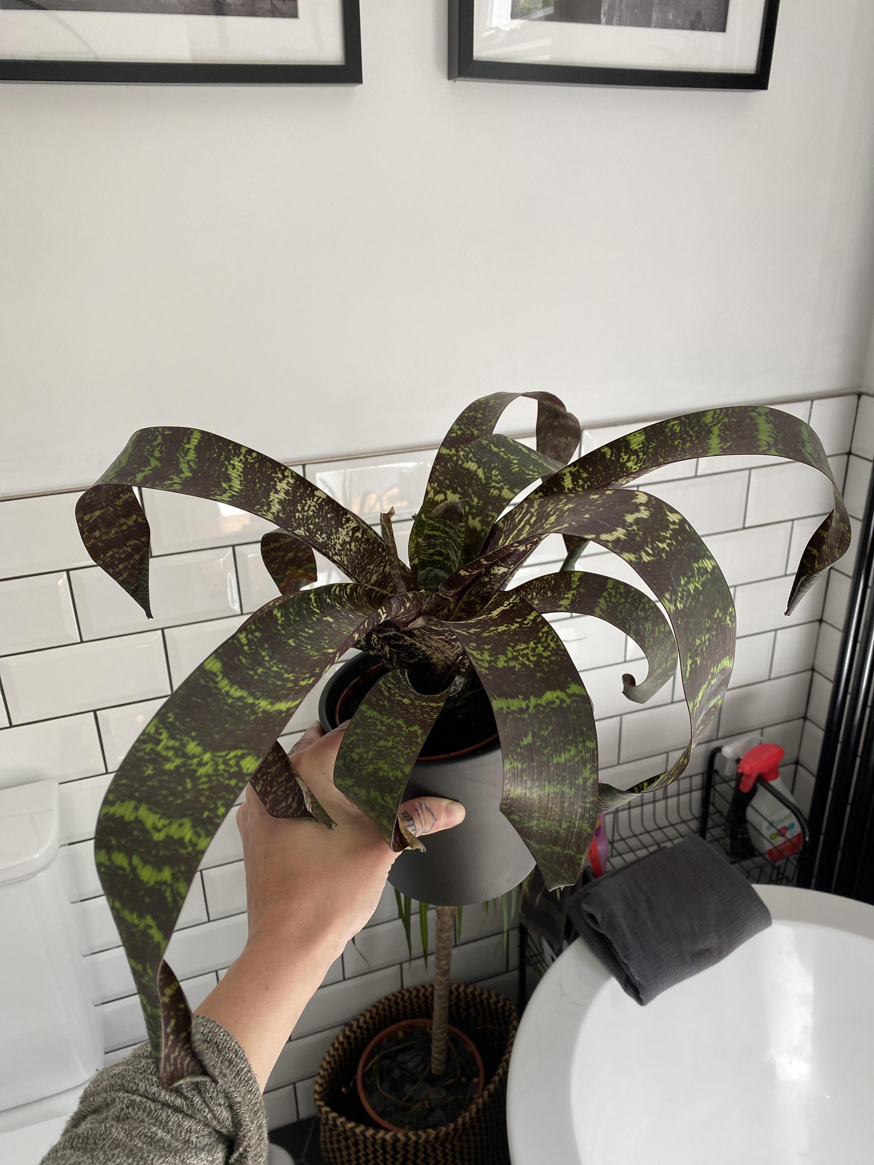 Identification help, please! :) | Scrolller