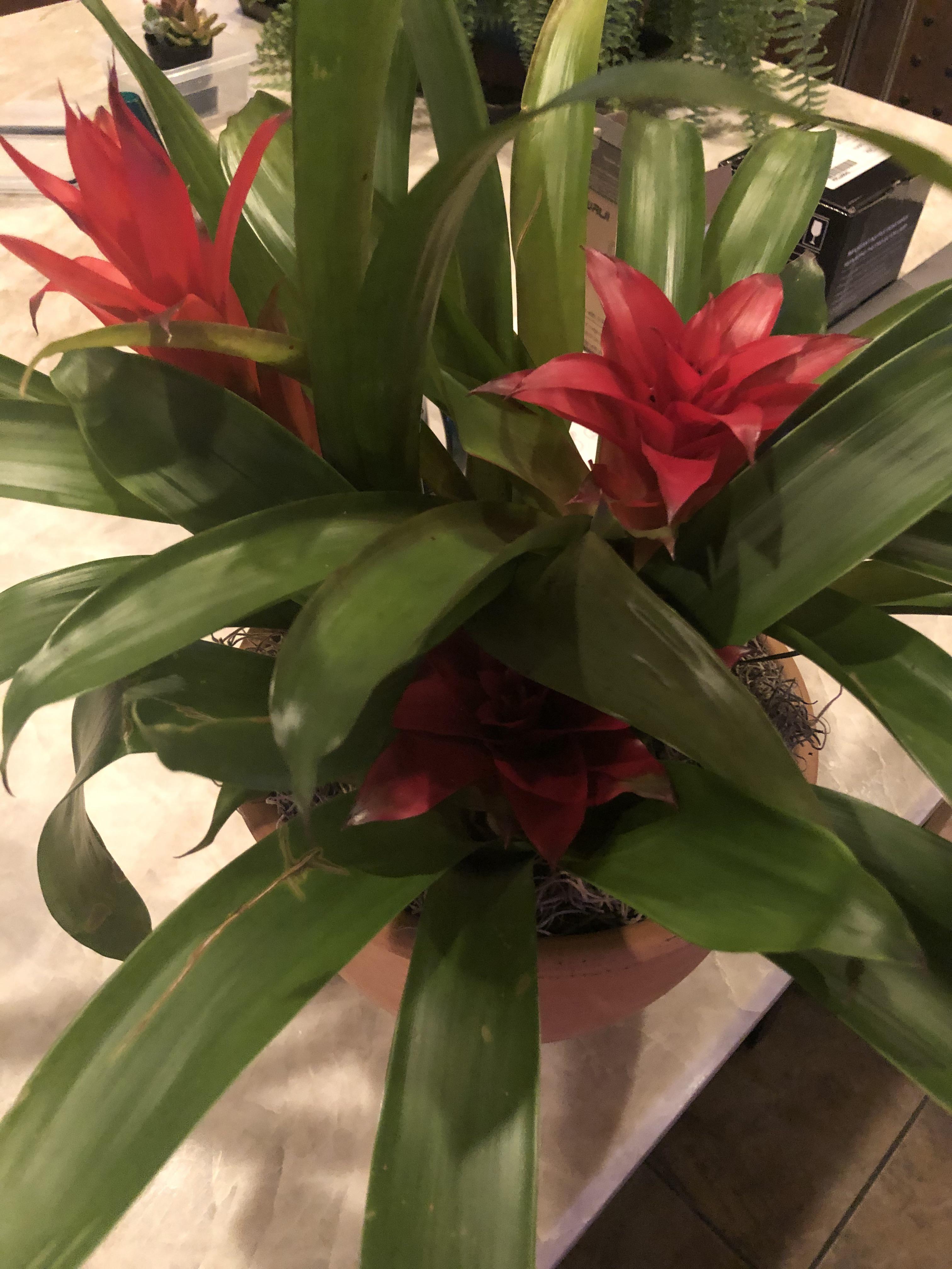 Identification help please? Much appreciated. | Scrolller