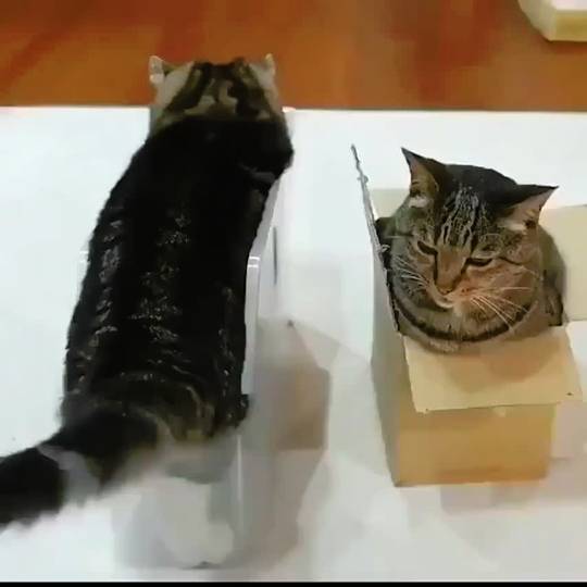 If I Fit, I Sit, then I do a Flip | Scrolller