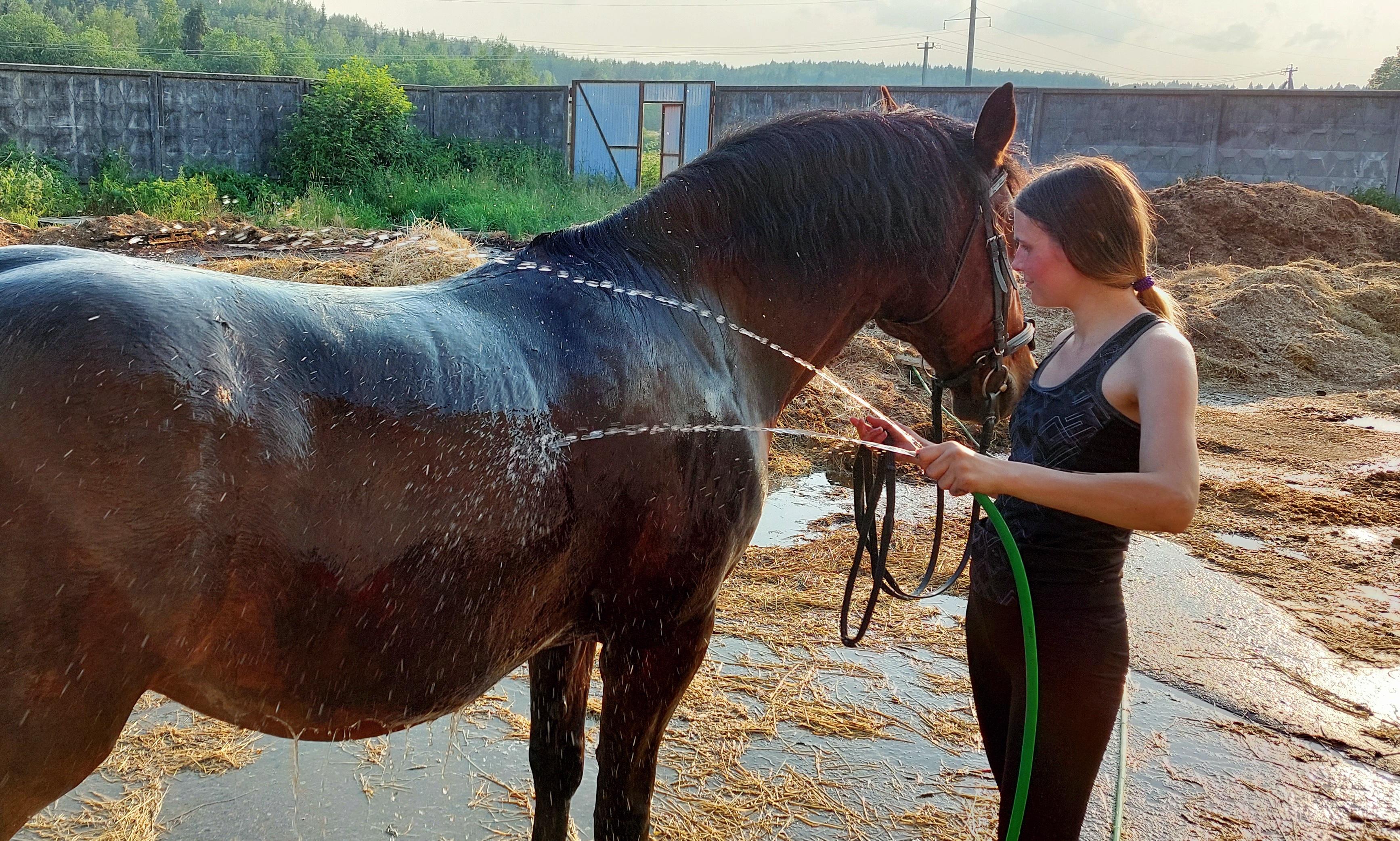 If you want something big and pure, you don't need love. Do as I do - wash the horse. | Scrolller