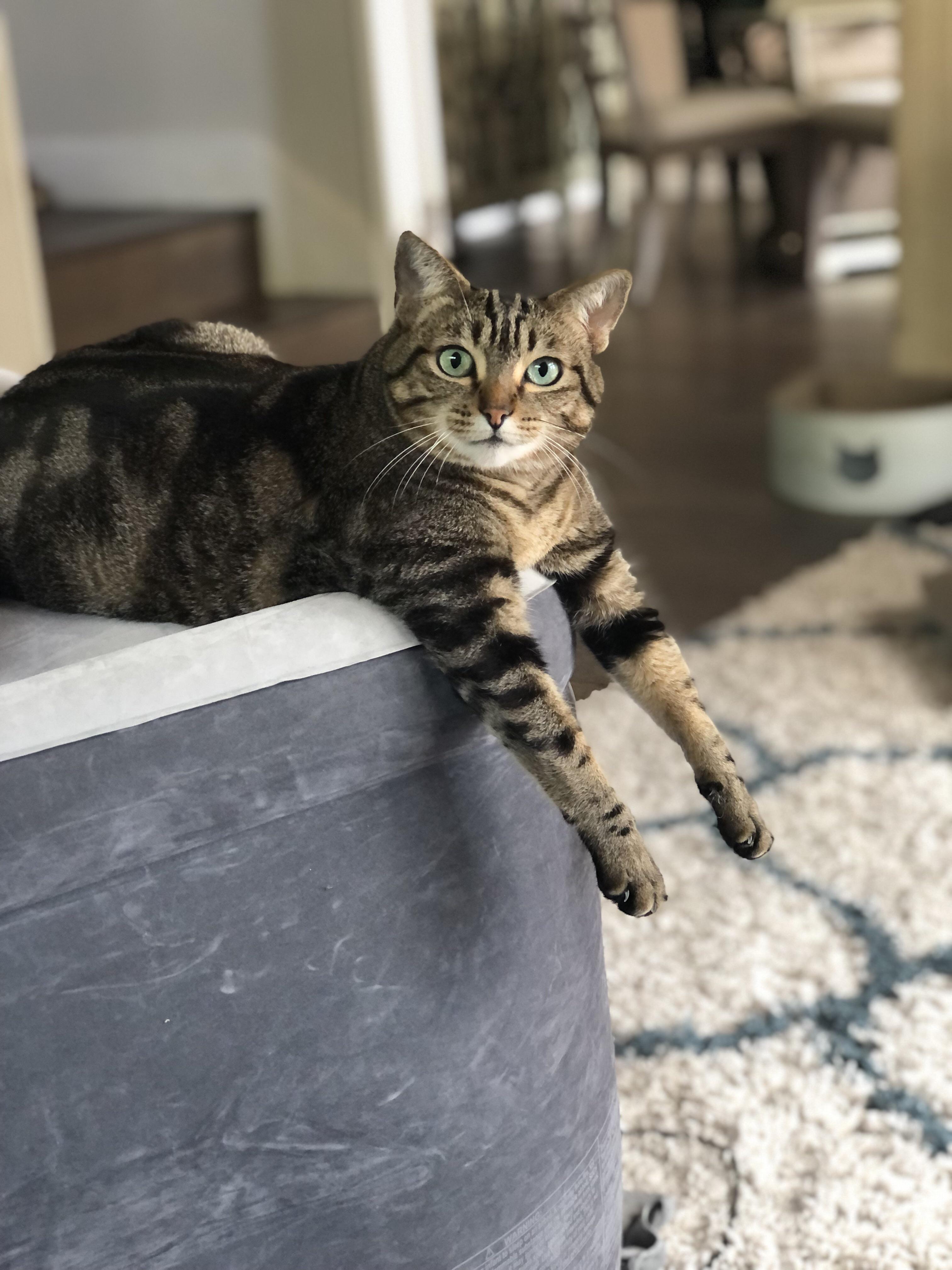 Iggy showing off her straightened feetsies! | Scrolller