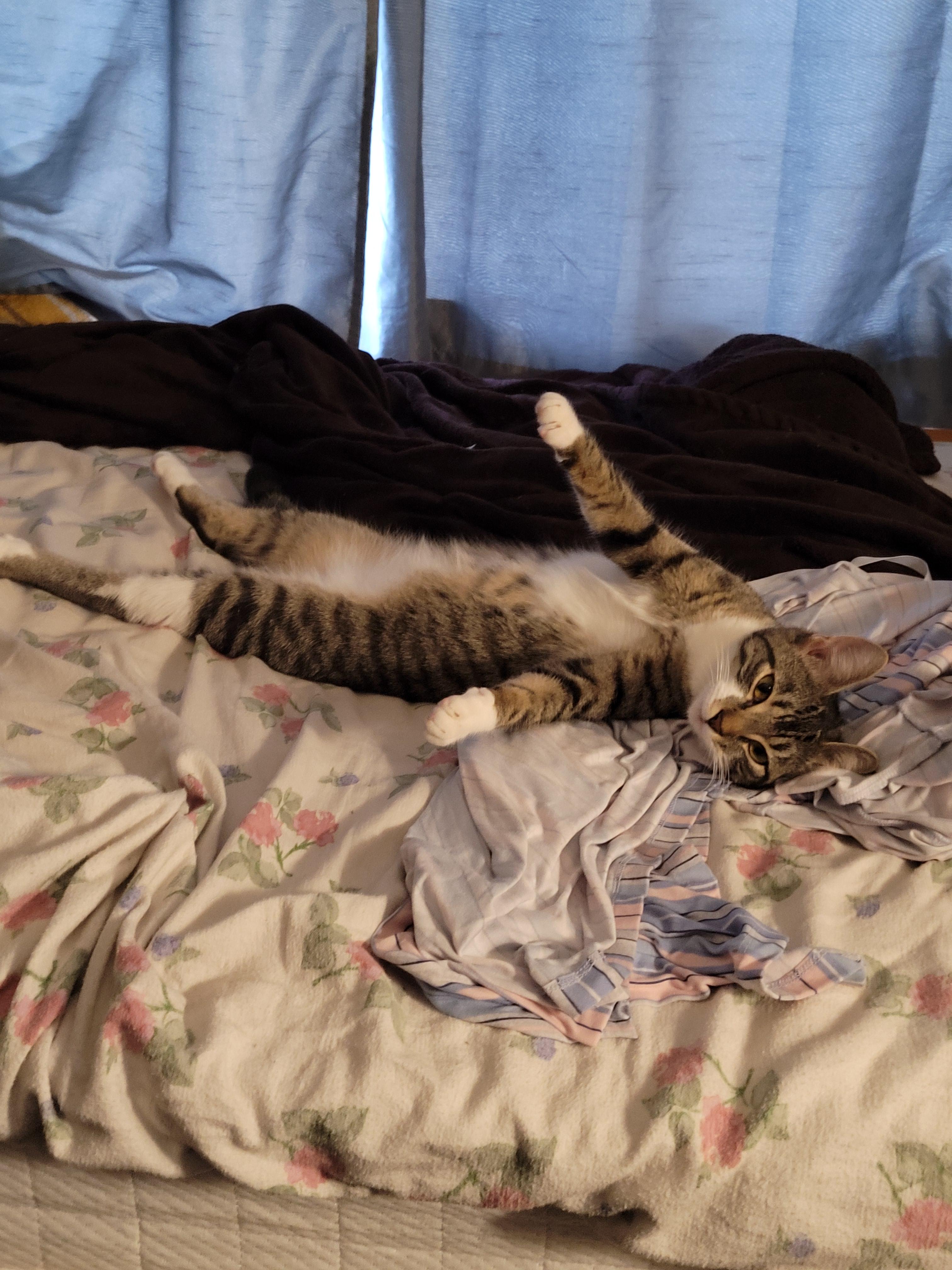 Ignore the messy bed, but does Herbie's feetsies count? She was snoozing until i took a photo ...