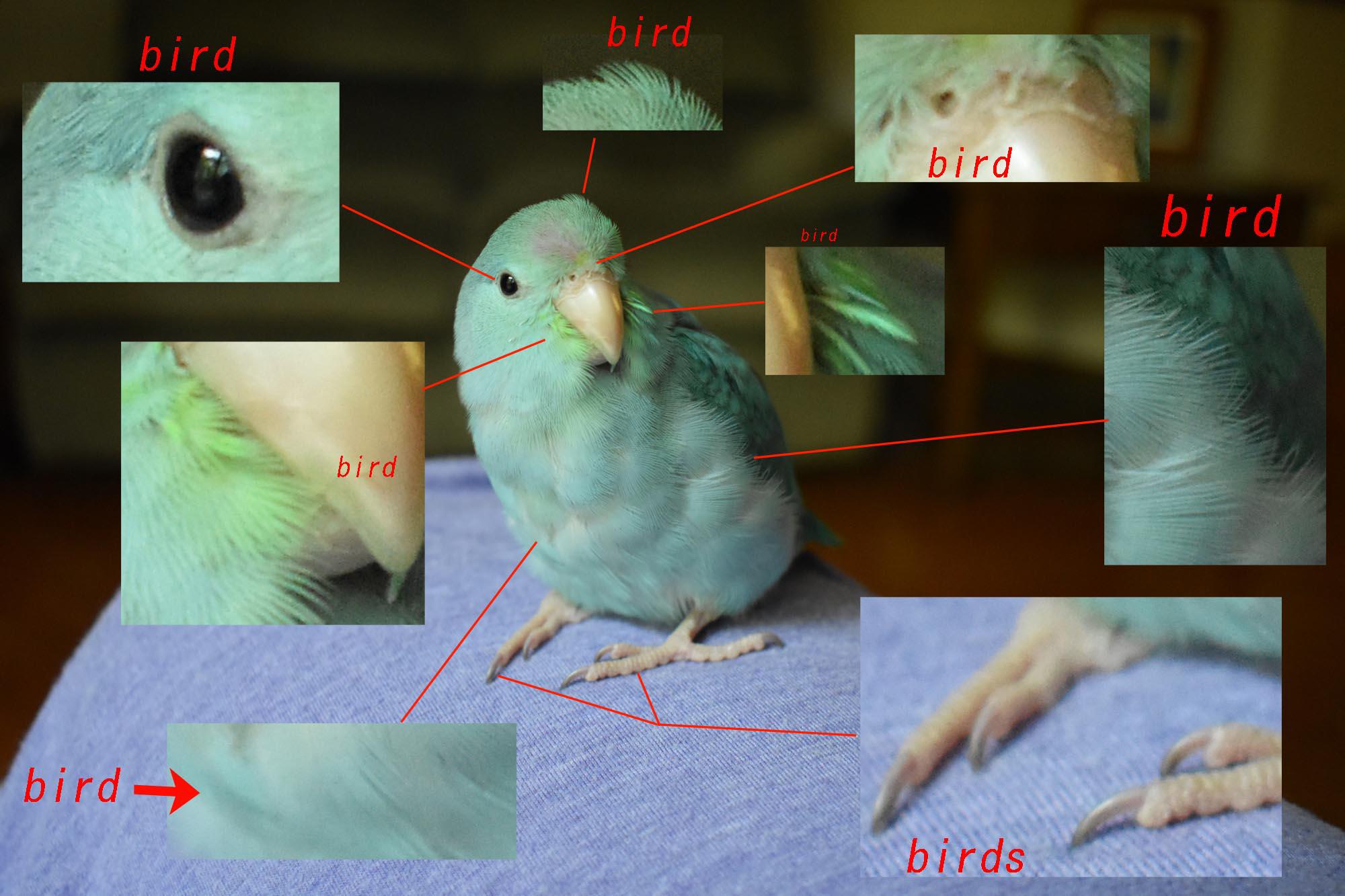 IMPORTANT PARROTLET INFORMATION | Scrolller