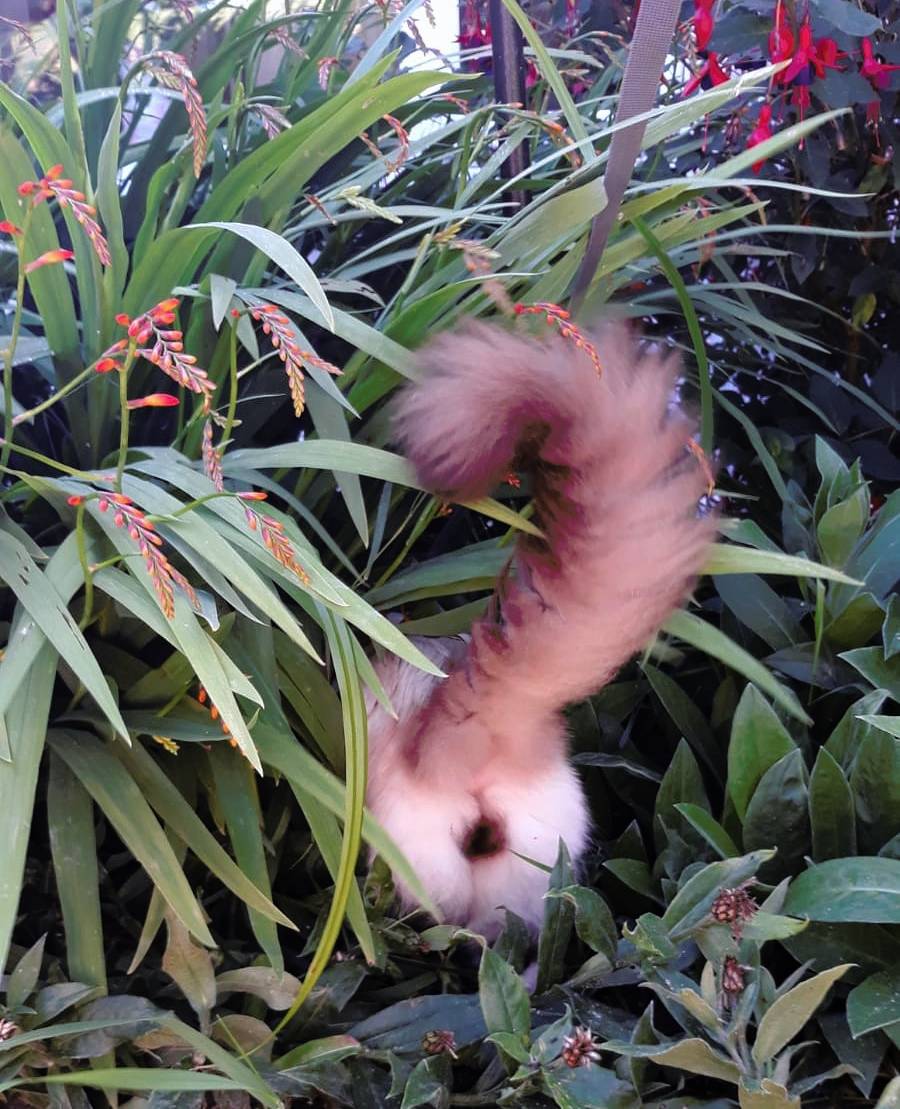 Indecent exposure bottlebrush | Scrolller