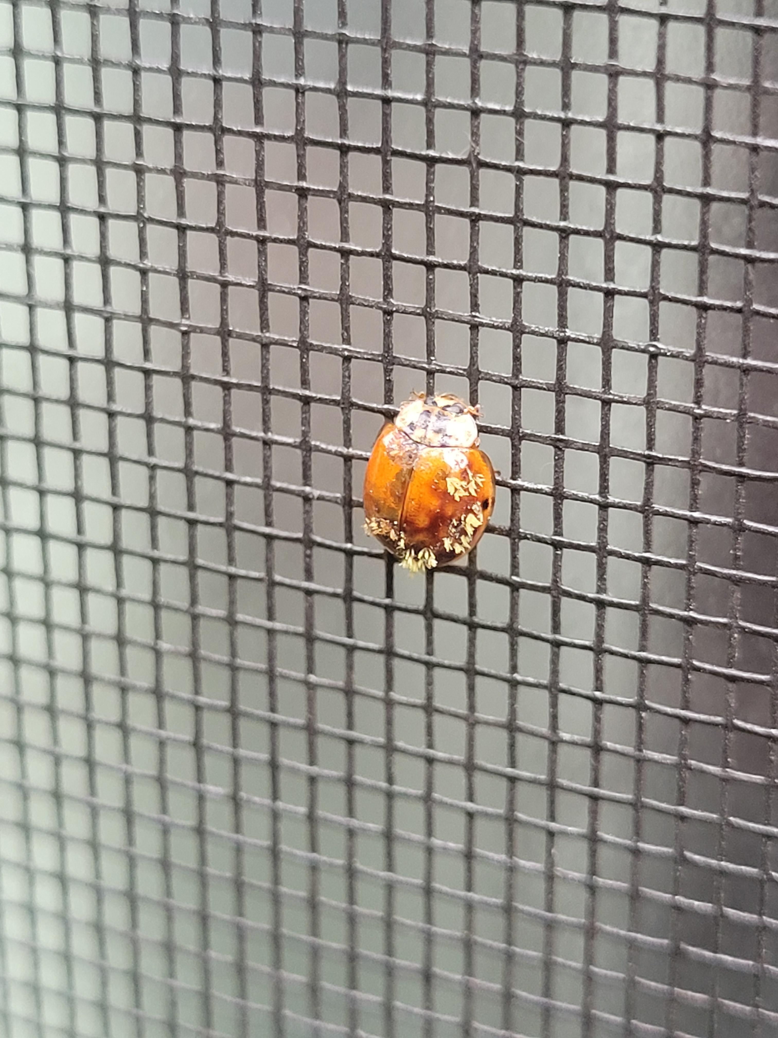 Infected Ladybug??? | Scrolller