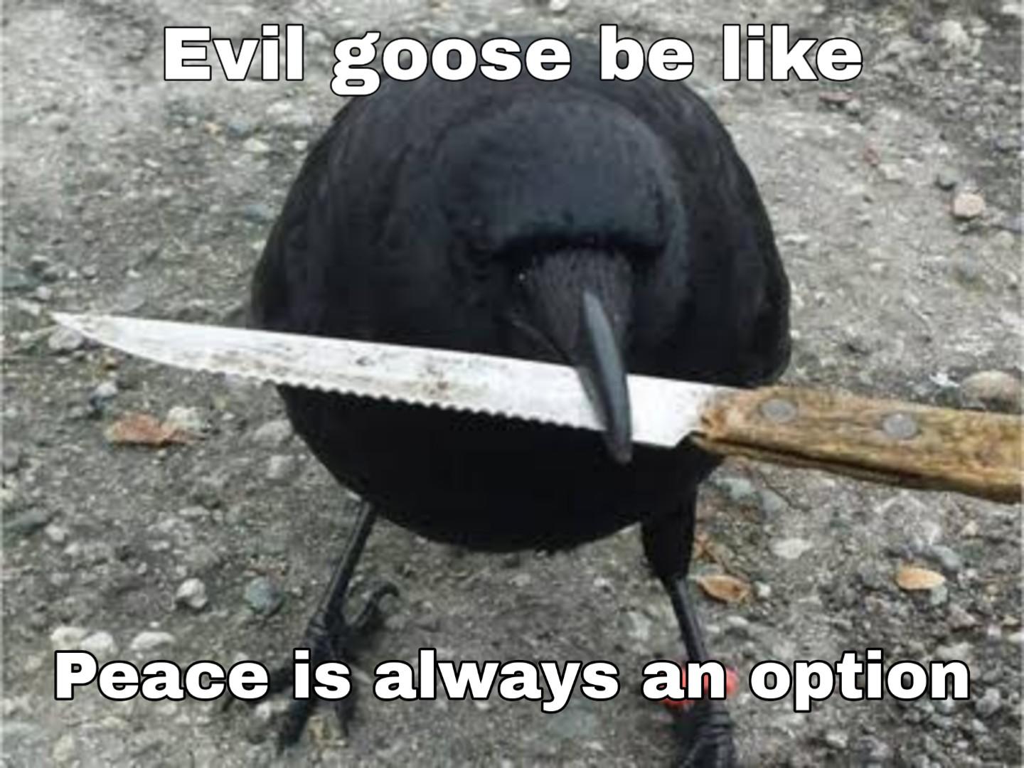 Is the evil goose actually good? | Scrolller