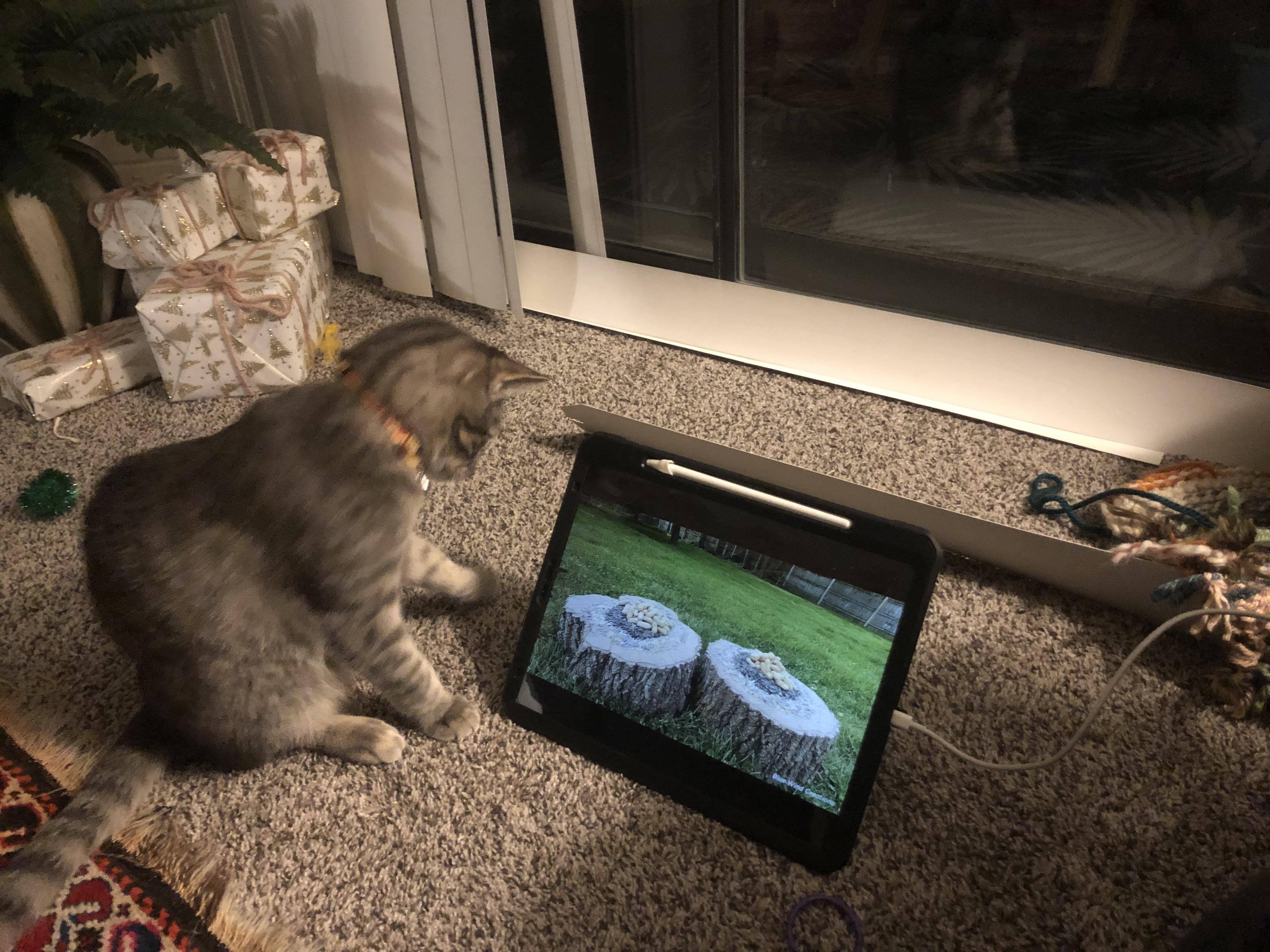 Is there a support group for people with cats who are iPad babies? Asking for a friend 🙃 | Scrolller