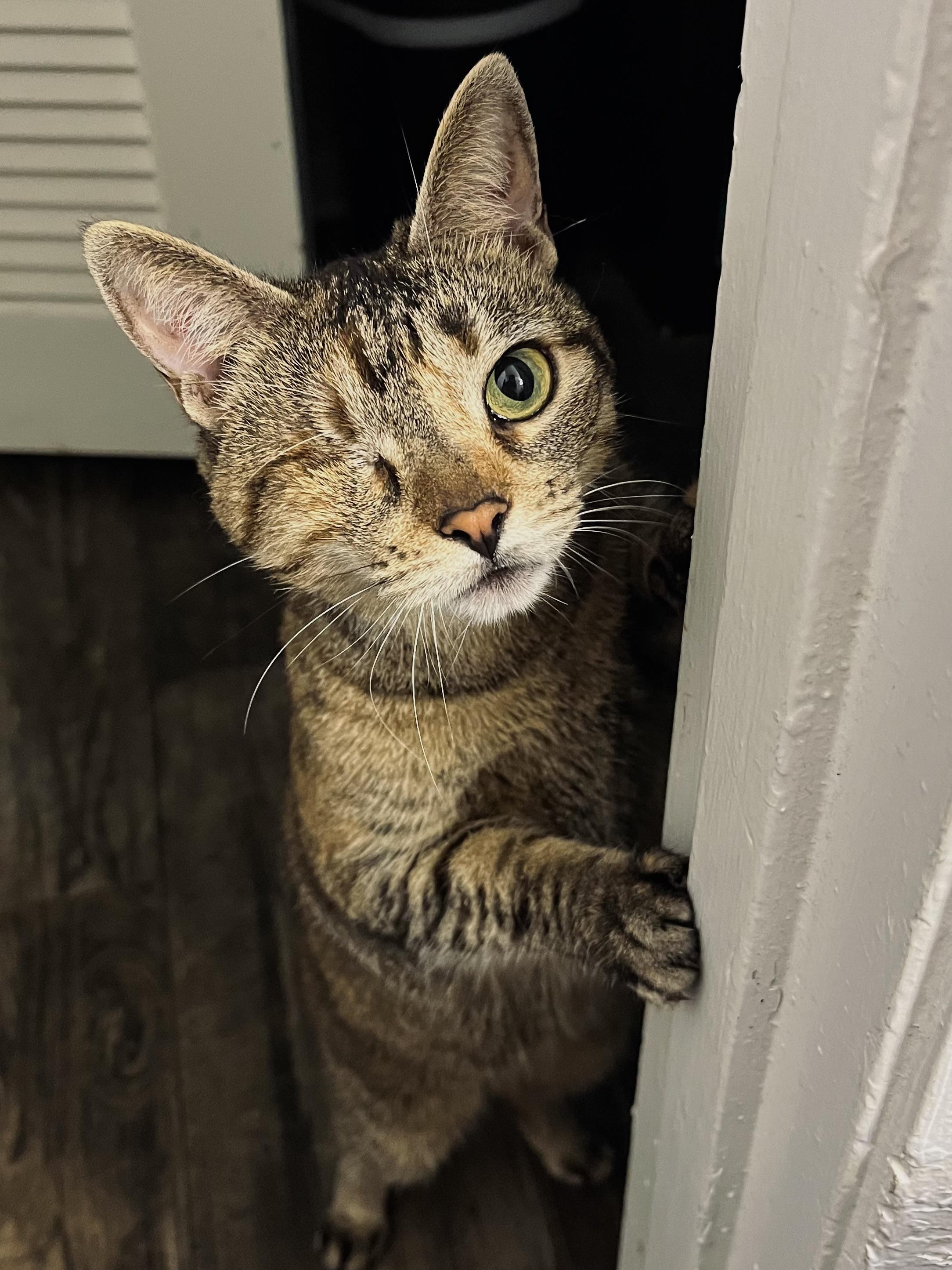 is there room for opal here? | Scrolller