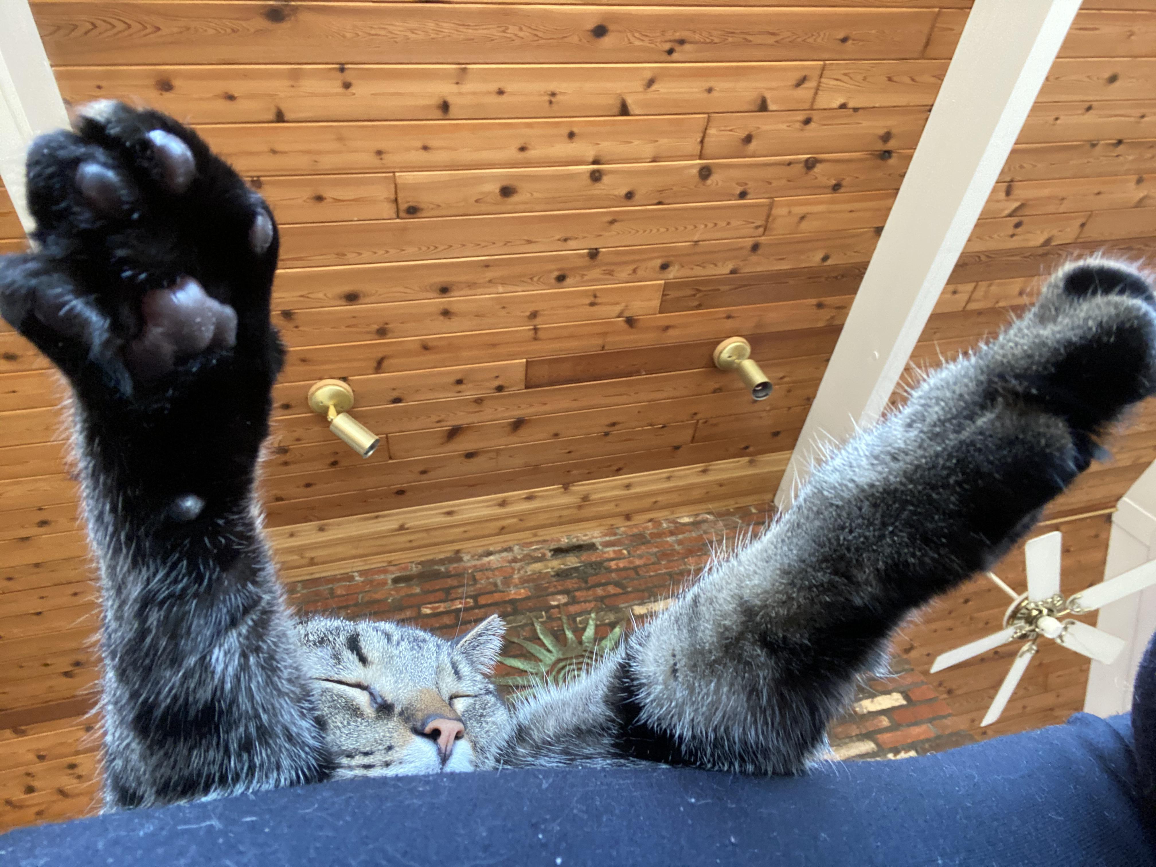 Isaac Newton showing off some toe beans! | Scrolller
