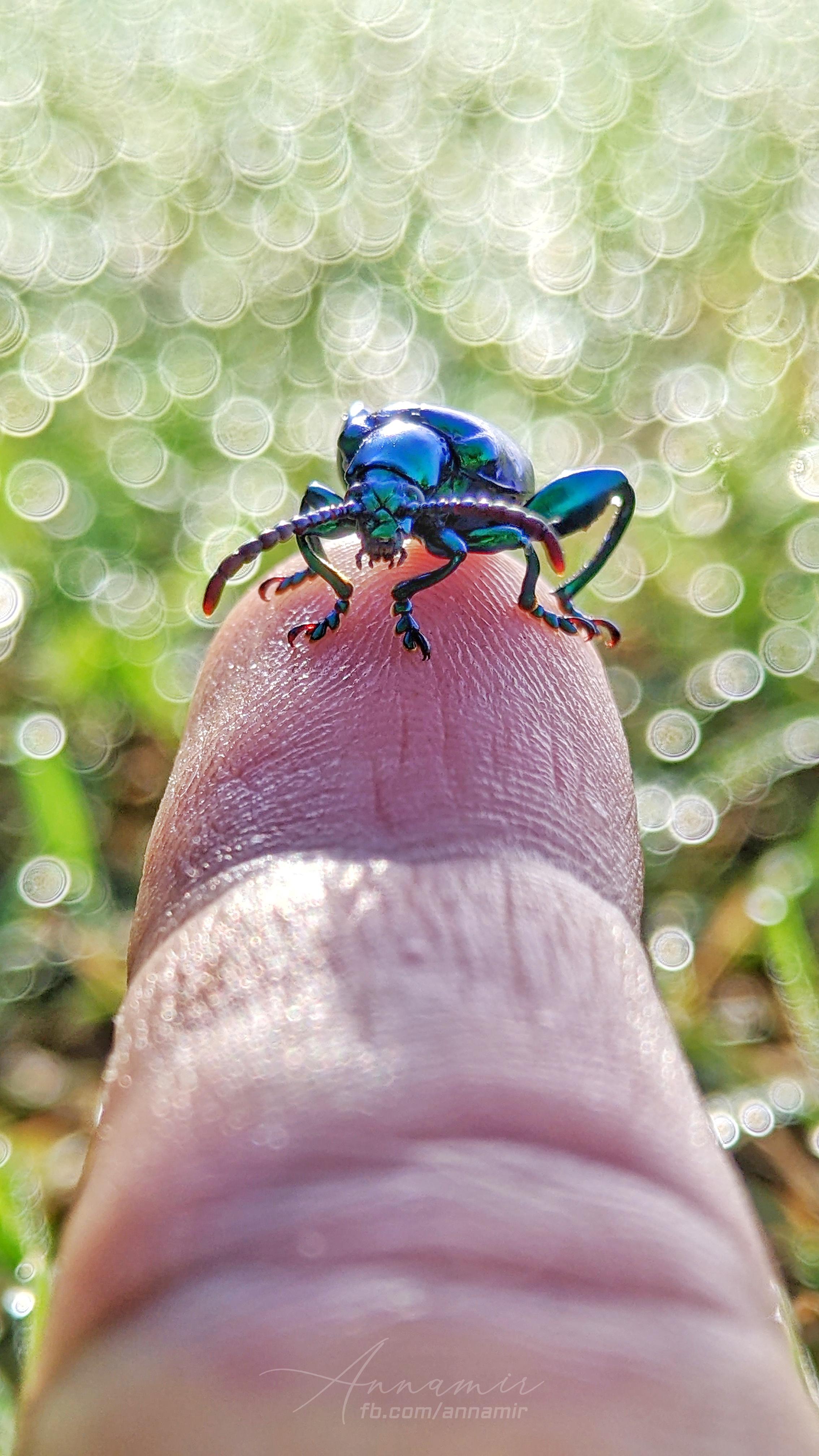 ITAP of Frog Legged Leaf Beetle | Scrolller