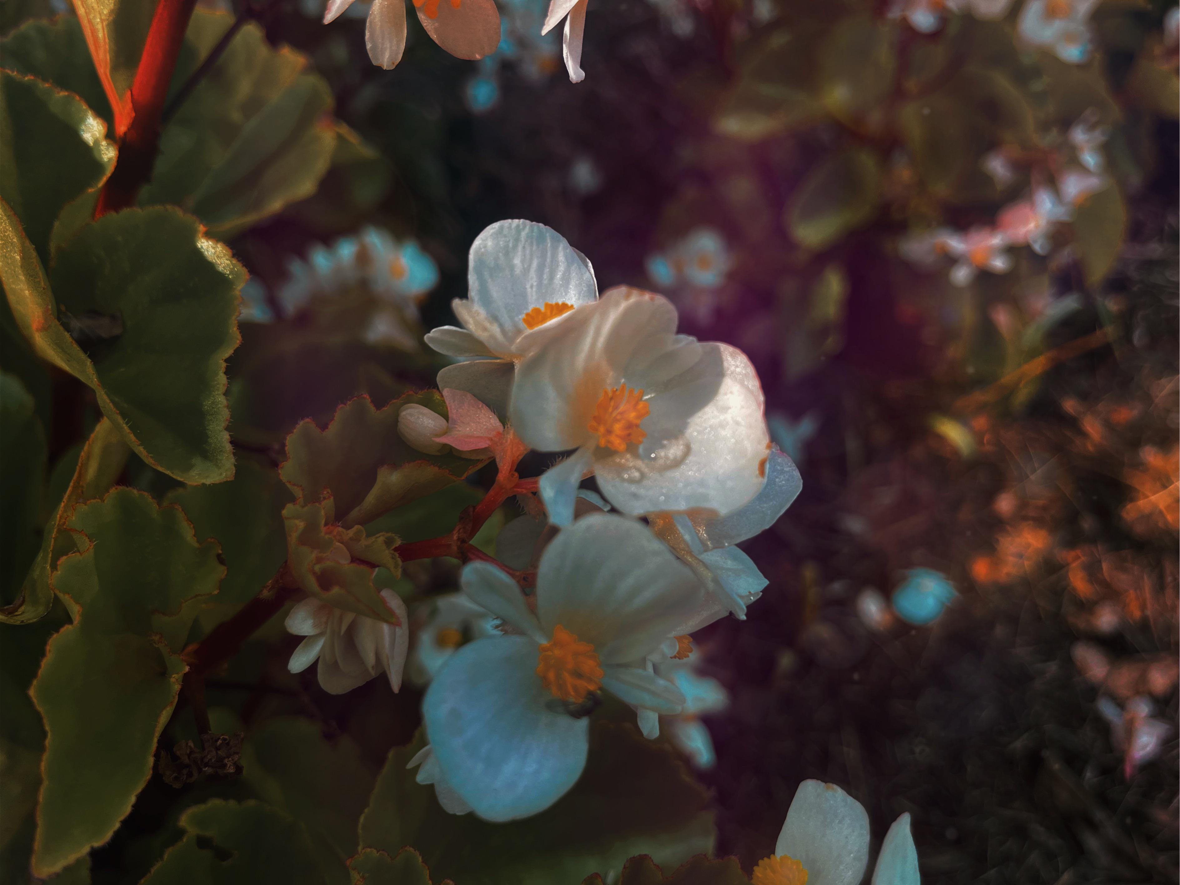 ITAP of some dewy little white flowers | Scrolller