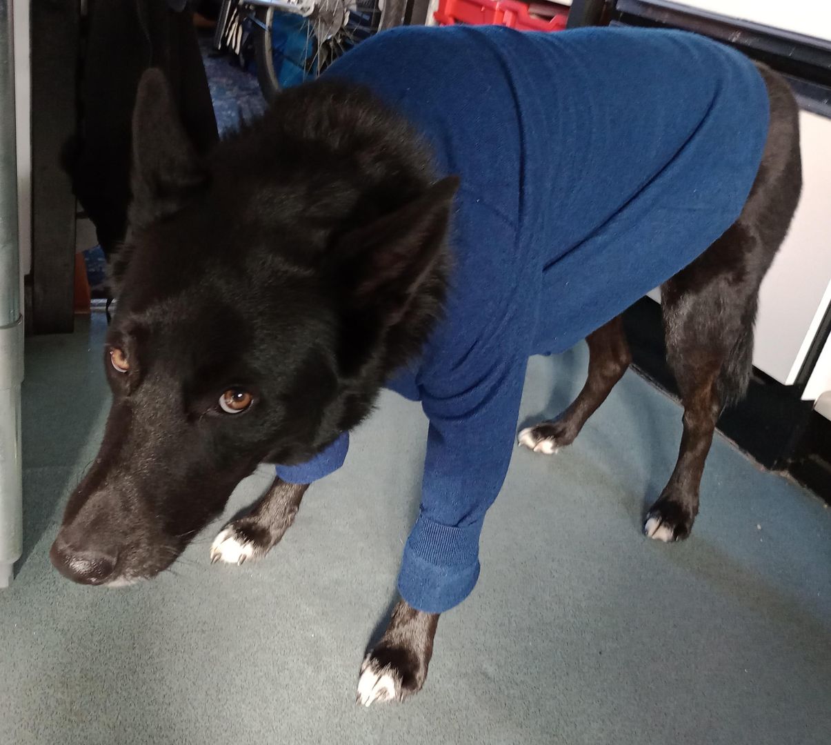 It's a cold morning, the look I get when I put his jumper on (oc) | Scrolller