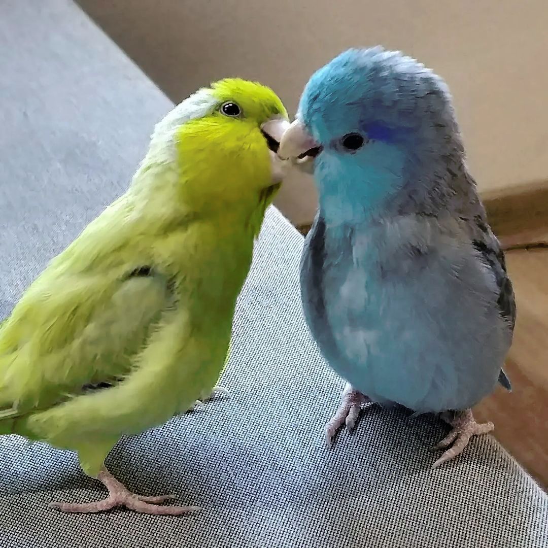 It's all fun and games until someone preens the wrong feather | Scrolller