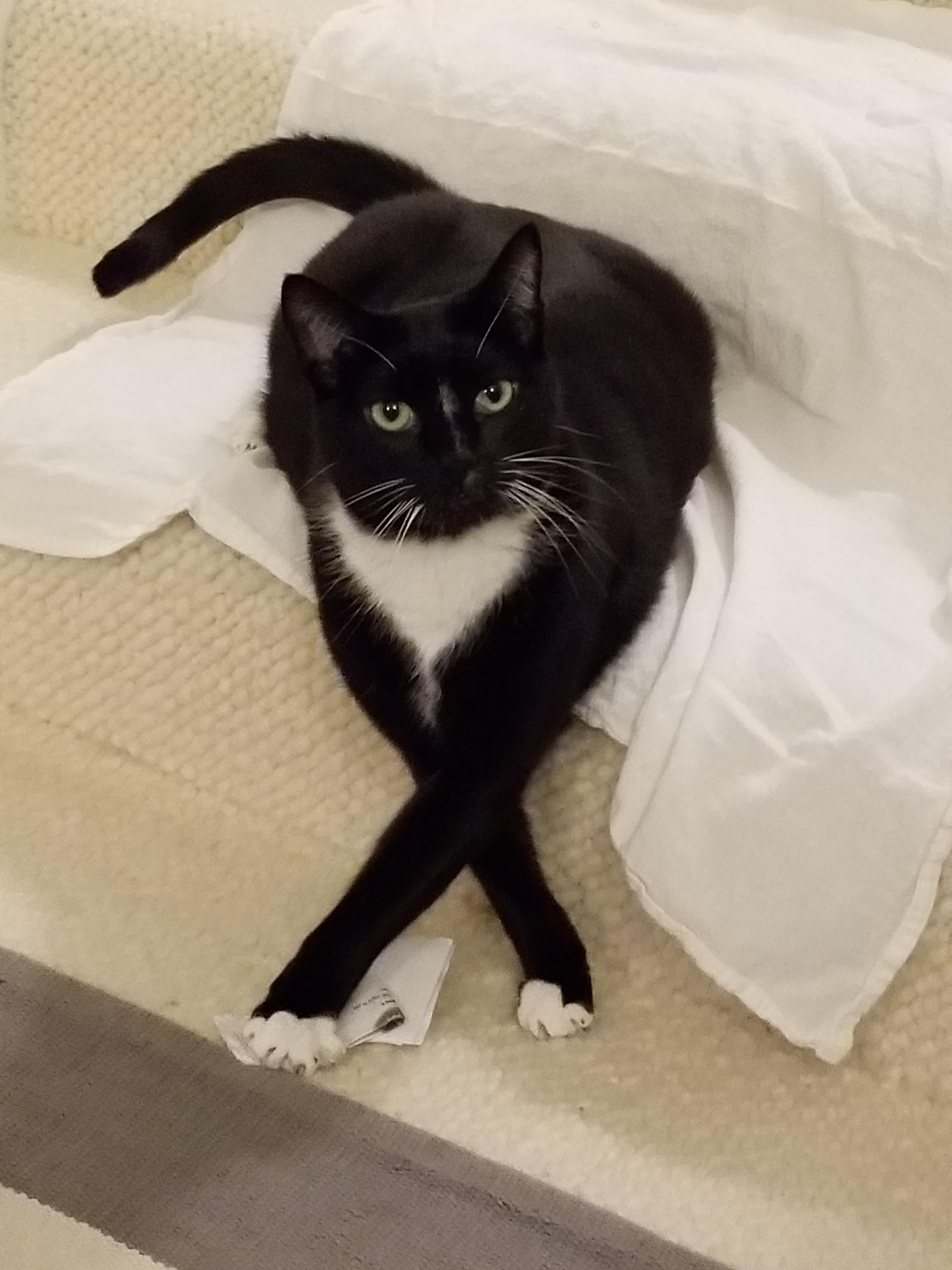 It's my cake day, so here's Gus! | Scrolller