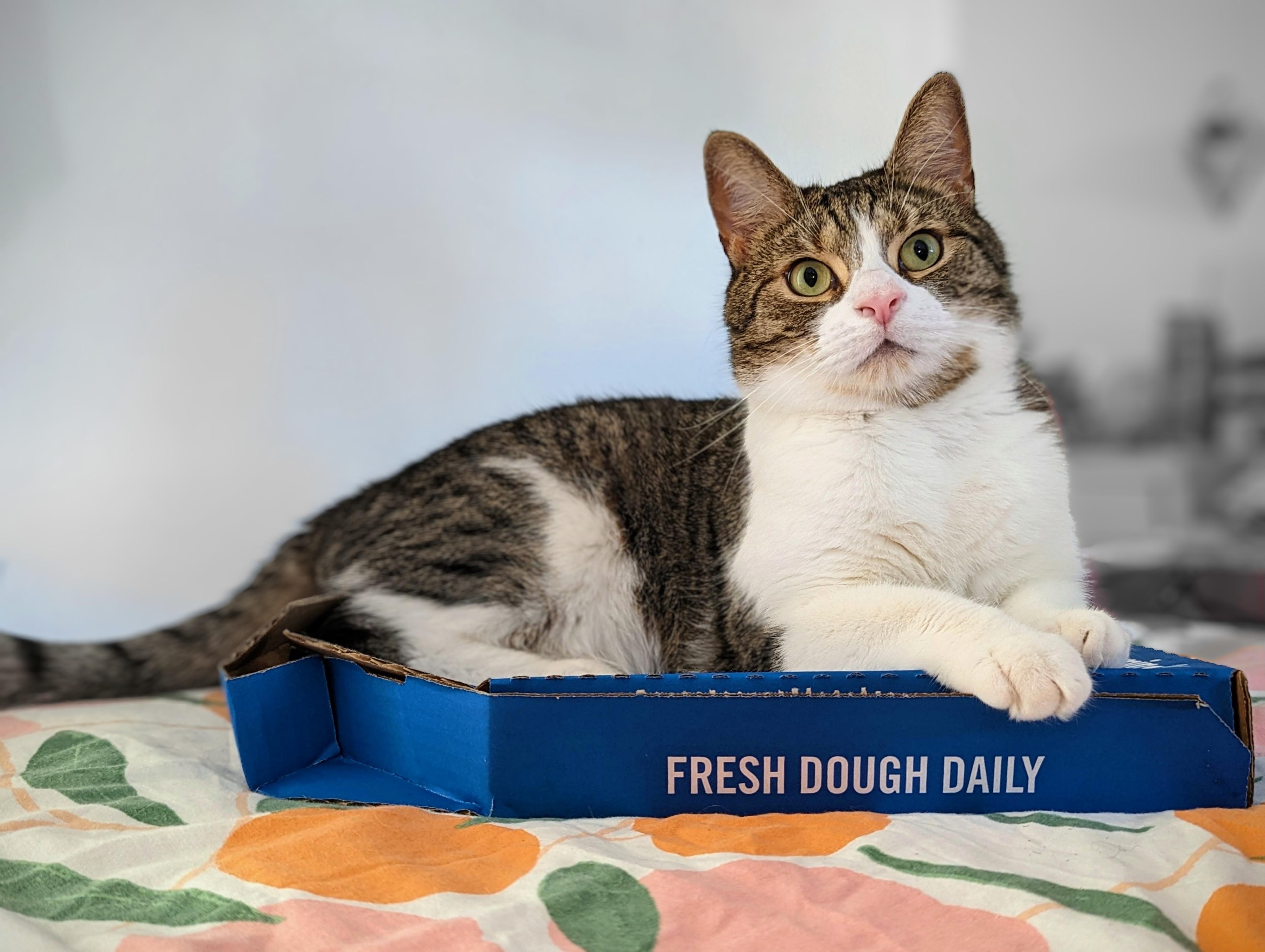 Jett getting comfortable on my pizza box! 🍕 | Scrolller