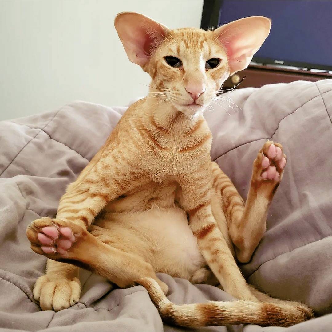 🍊 Julius coming back online | Scrolller