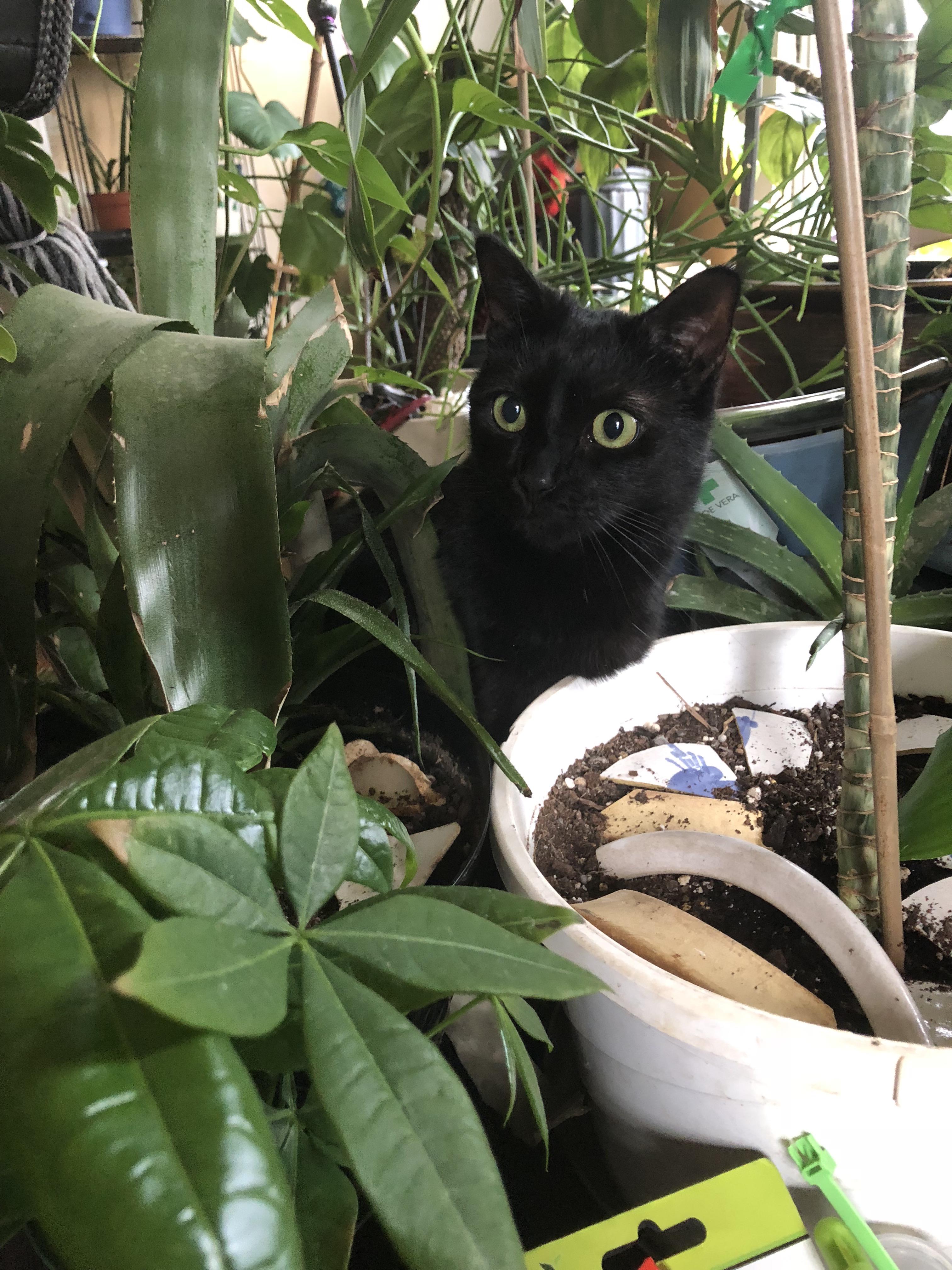 Jungle Cat | Scrolller