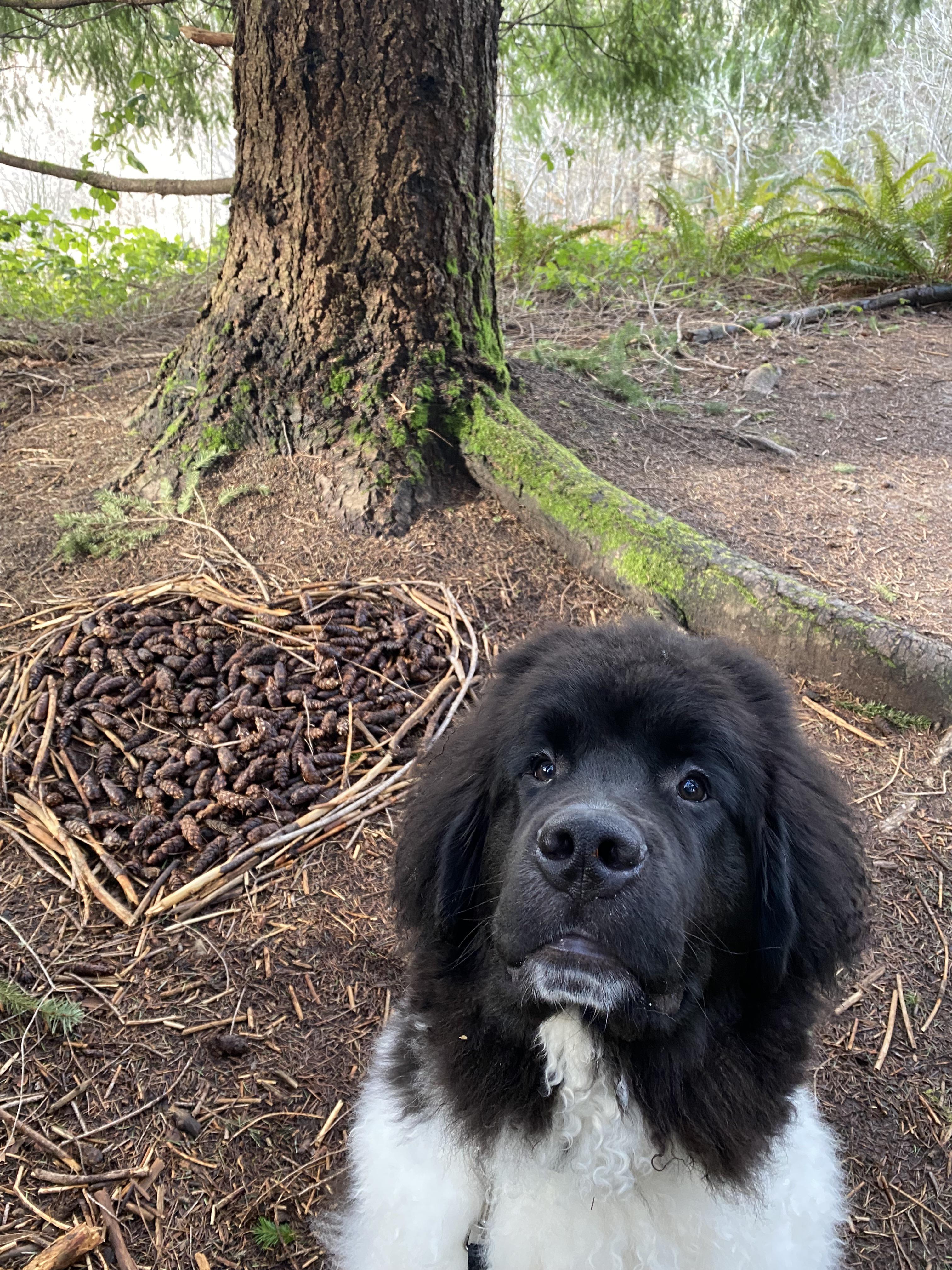 just a bit of Newfie love ️ | Scrolller