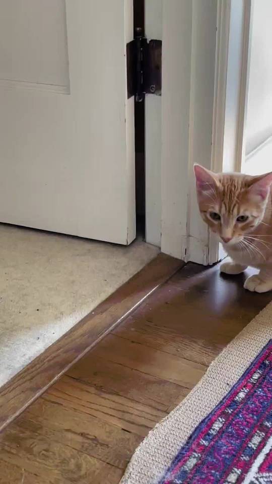 Just a couple cats doing cat things. | Scrolller