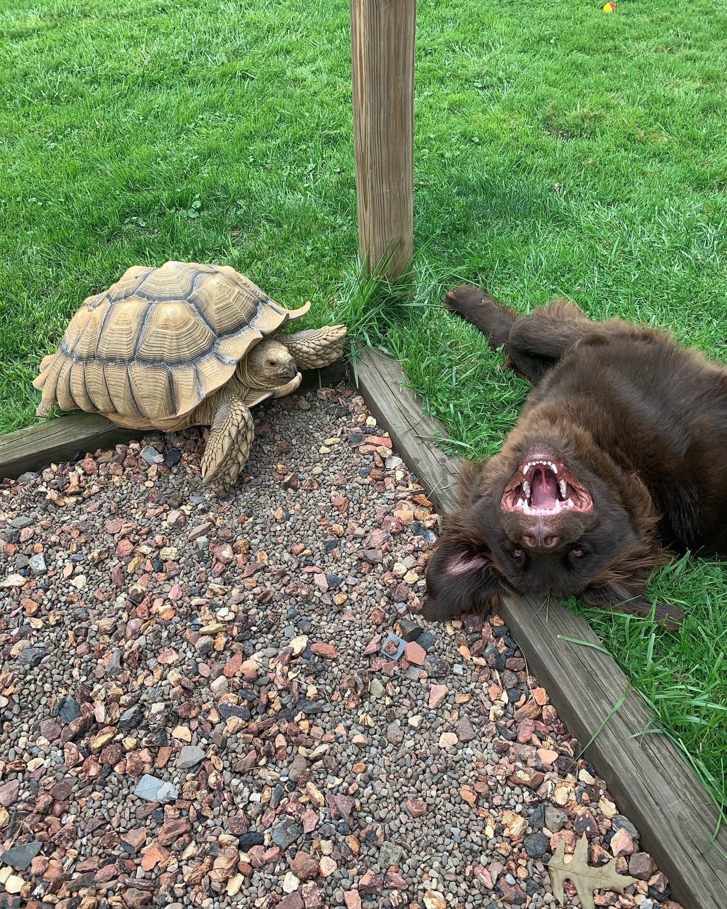 Just a dog who loves her tortoise | Scrolller