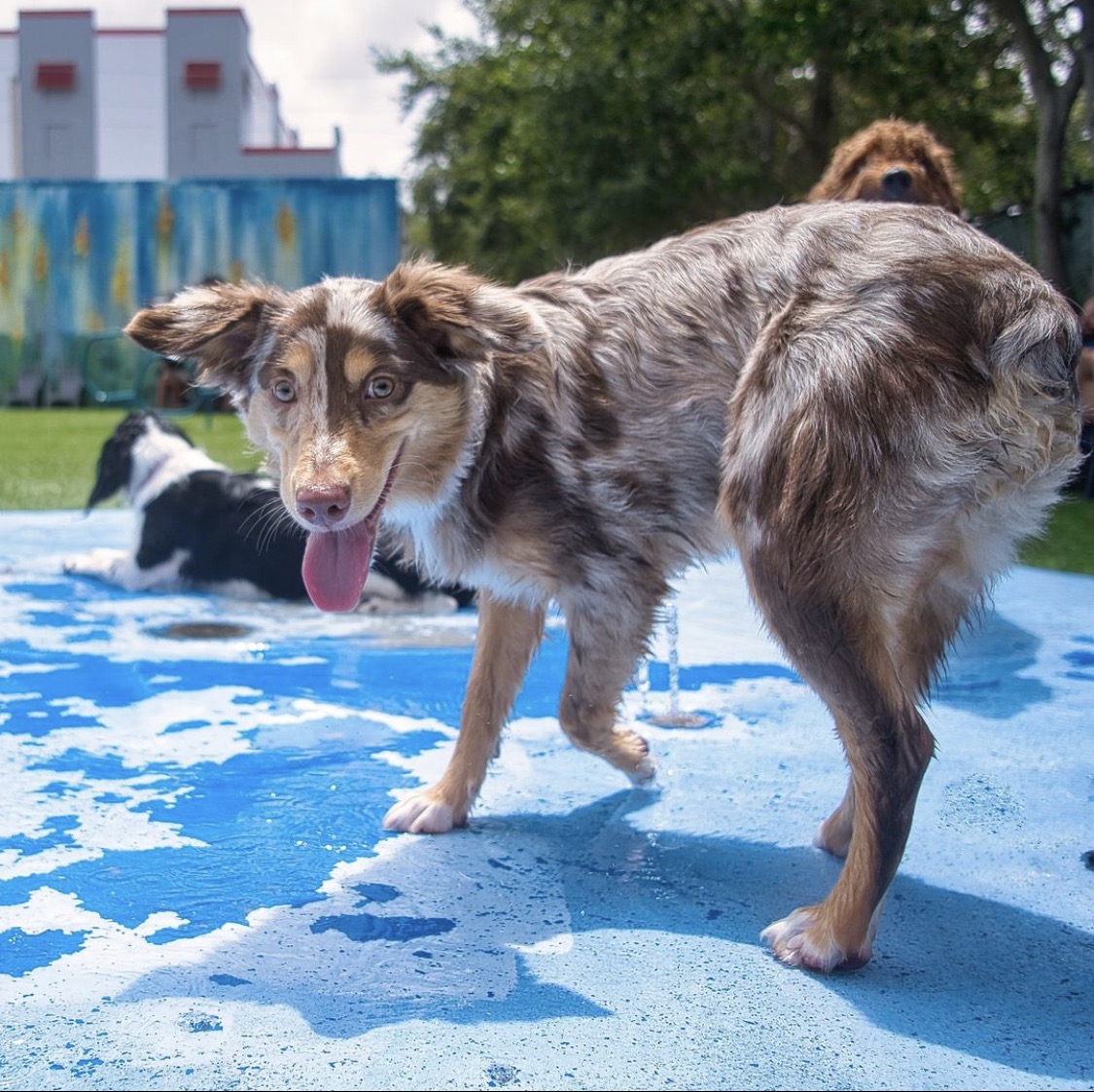 Just discovered this sub. Here’s some fluff butt from my pup. | Scrolller