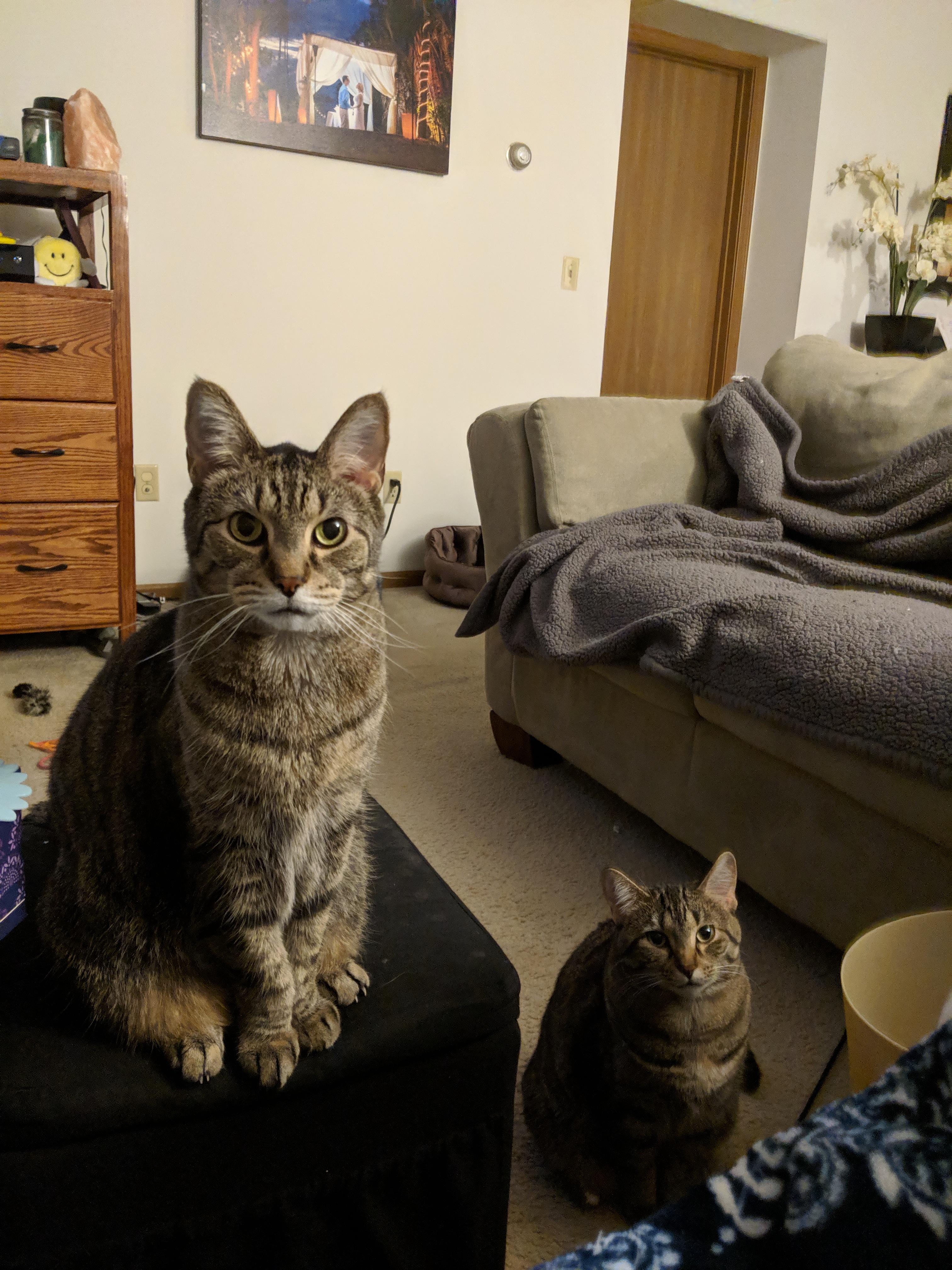 Just keep staring.... She'll lower her dinner plate down soon enough. | Scrolller