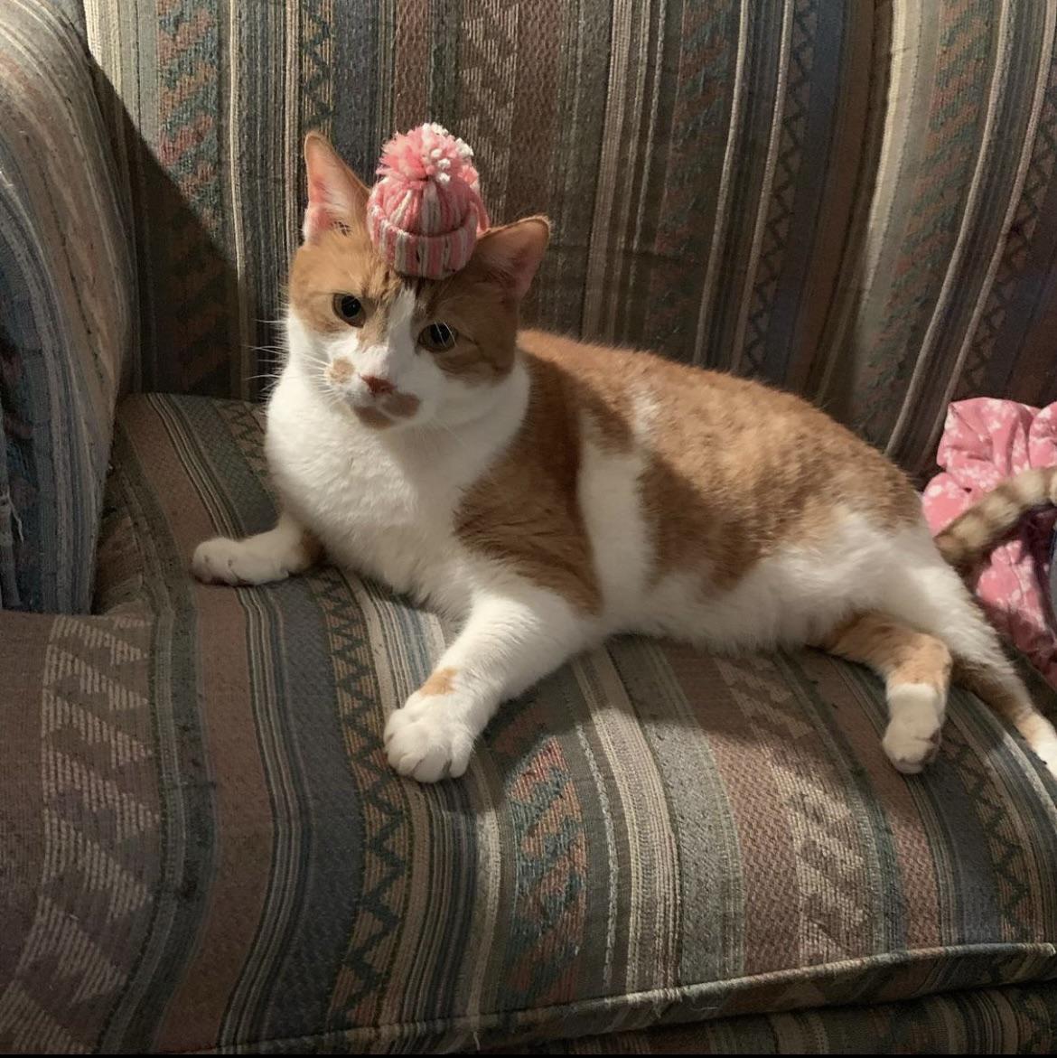 Just my cat in his hat | Scrolller