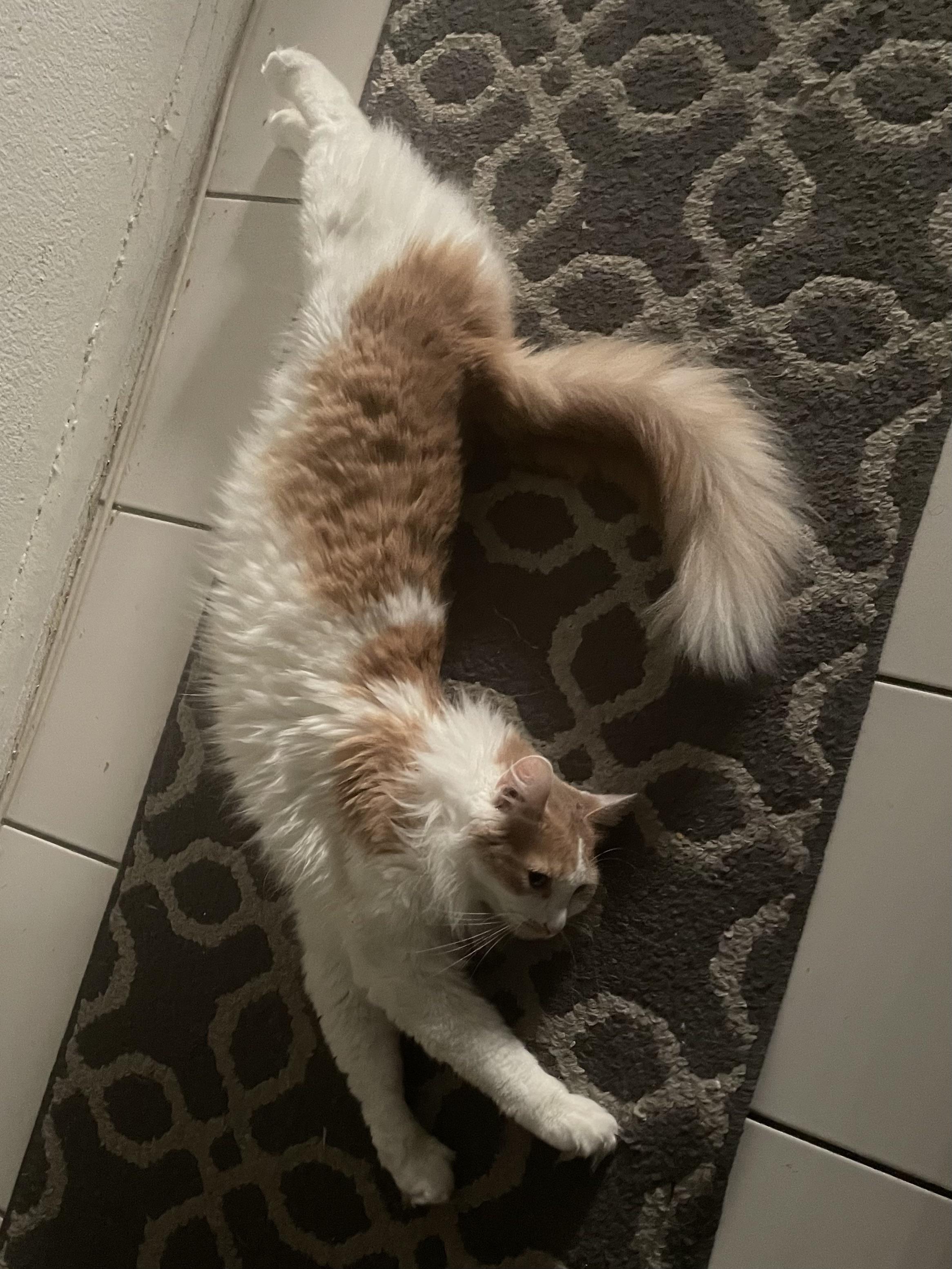 Just your average longboi | Scrolller