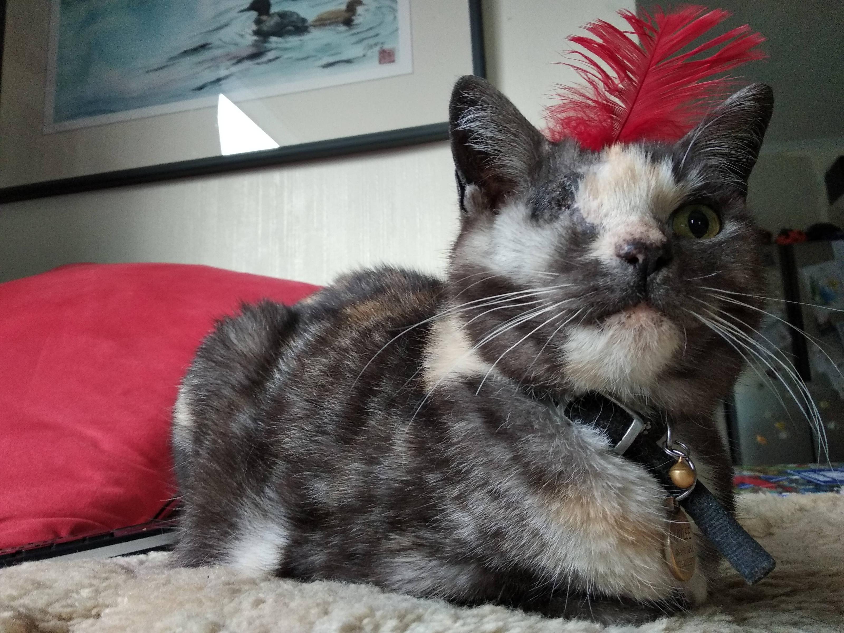 Kaylee is a pretty pretty pirate princess. | Scrolller