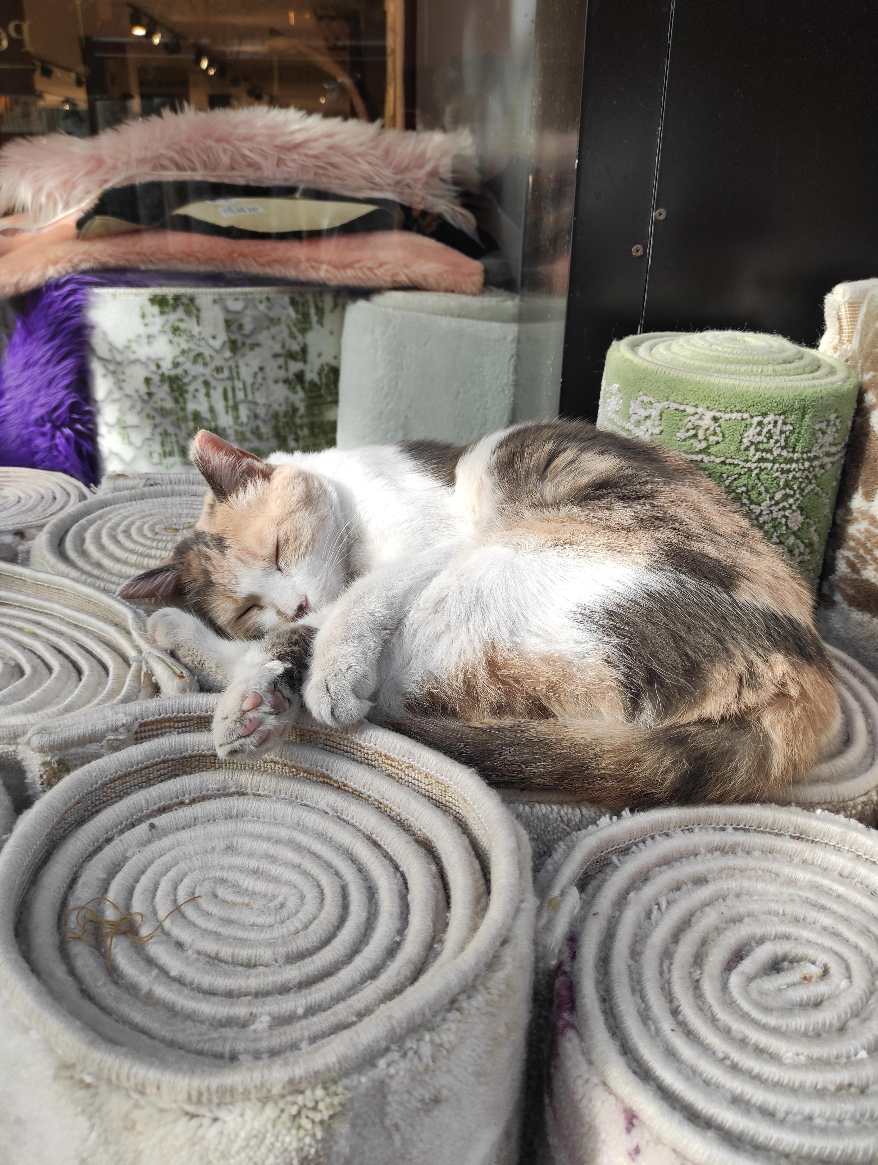 Keeper of the carpets. | Scrolller