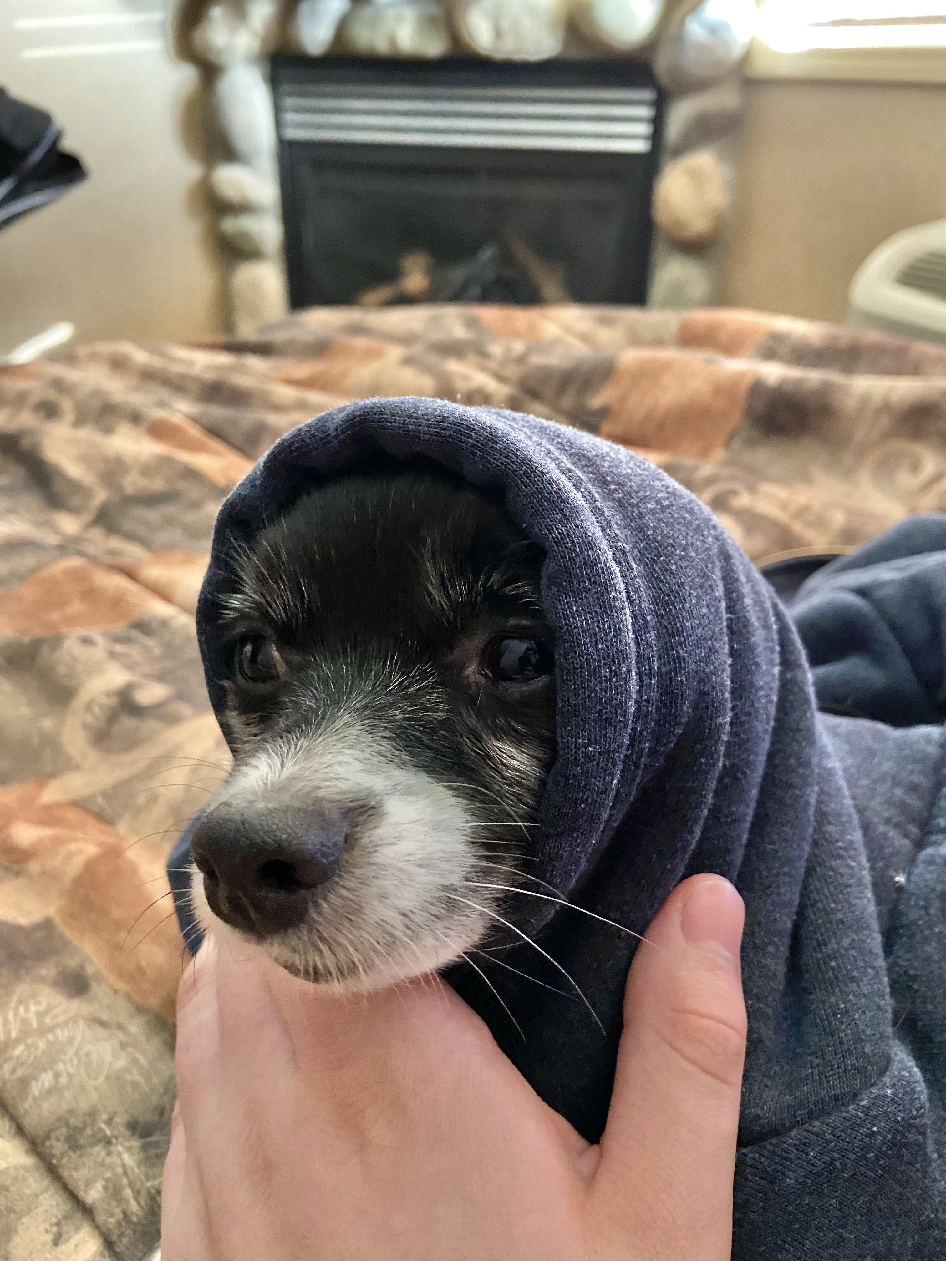 keeping warm on his diet of kibble borscht | Scrolller