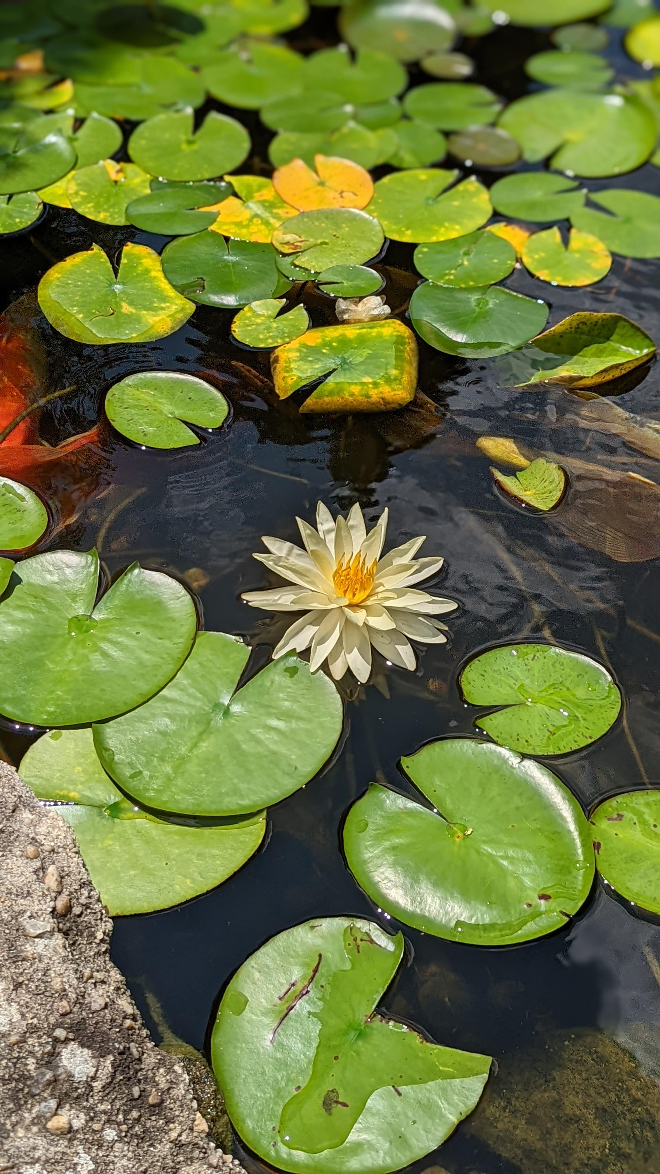 Koi pond at work | Scrolller