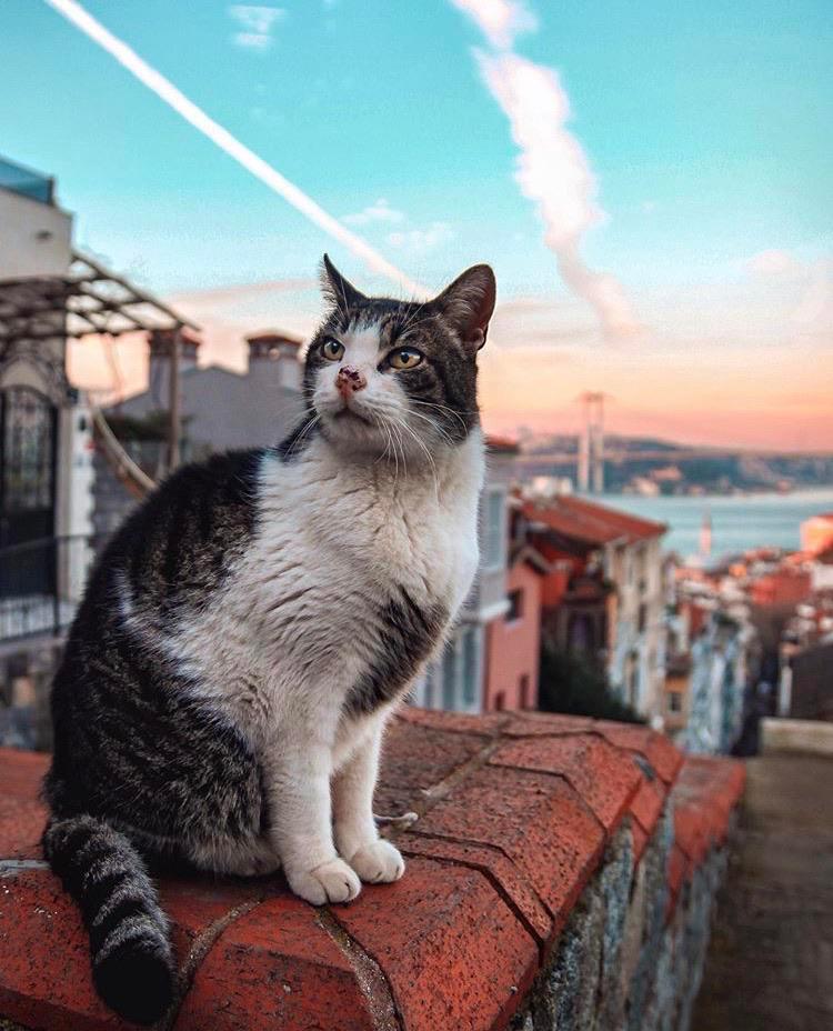 Kuzguncuk cat | Scrolller